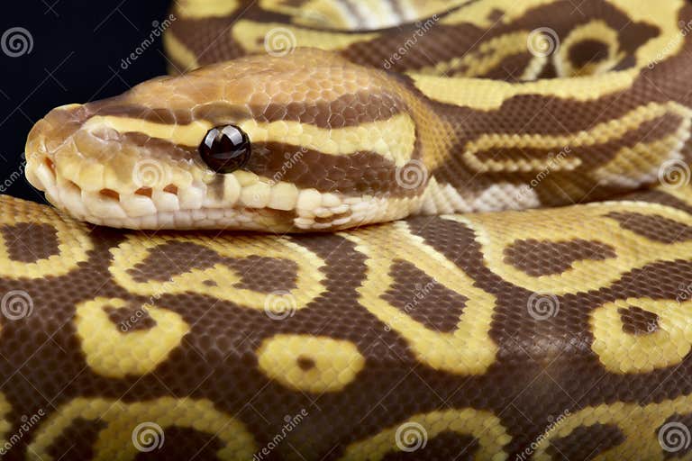 Pet Ball Python Python Regius Stock Photo - Image of bred, constrictor: 255018410