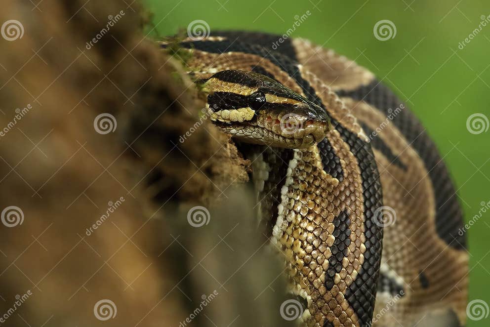 The Ball Python Python Regius, Also Called the Royal Python, on the Old ...