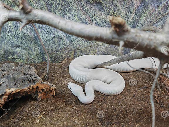 The Ball Python (Python Regius), Also Called the Royal Python White Non ...
