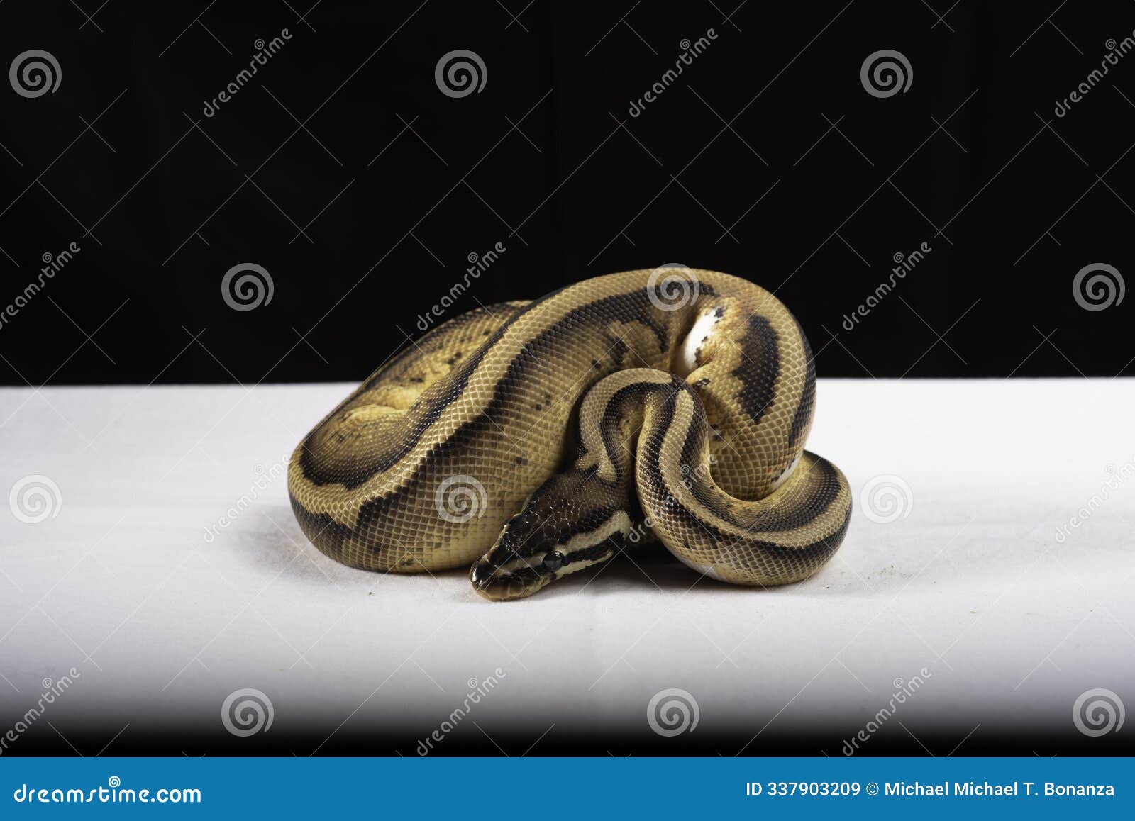 Ball Python for Sale stock image. Image of spolita, serpent - 337903209