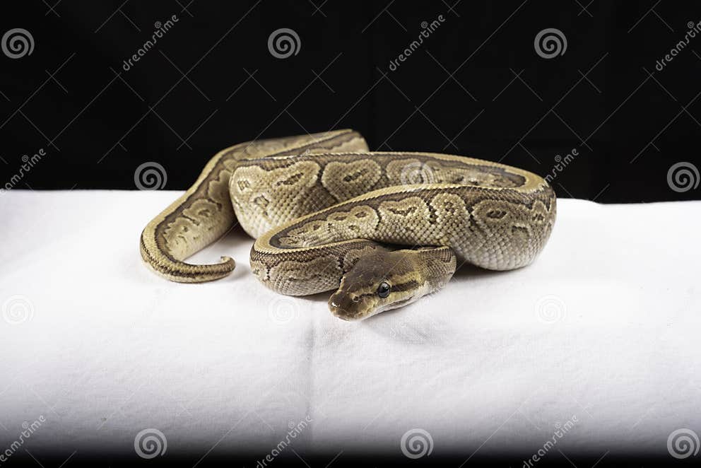 Ball Python for Sale stock image. Image of carpet, nature - 337903217