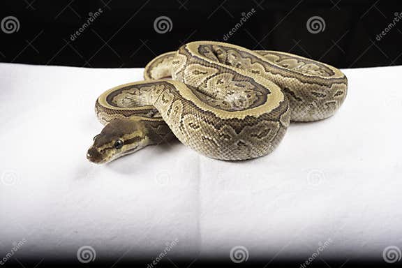 Ball Python for Sale stock image. Image of lizard, refuge - 337903225