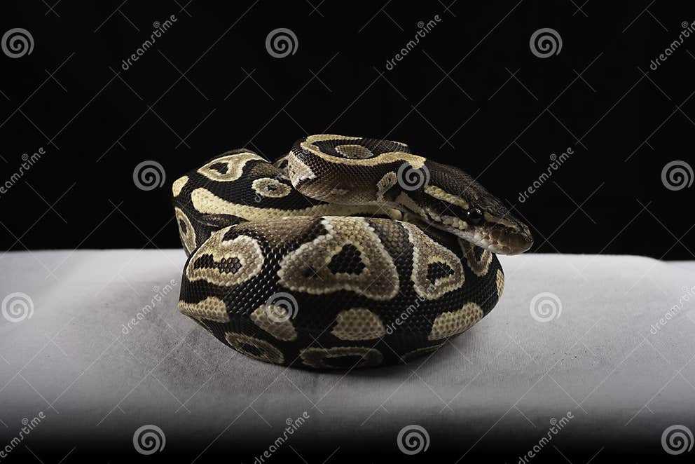Ball Python for Sale stock photo. Image of nature, spolita - 337903232
