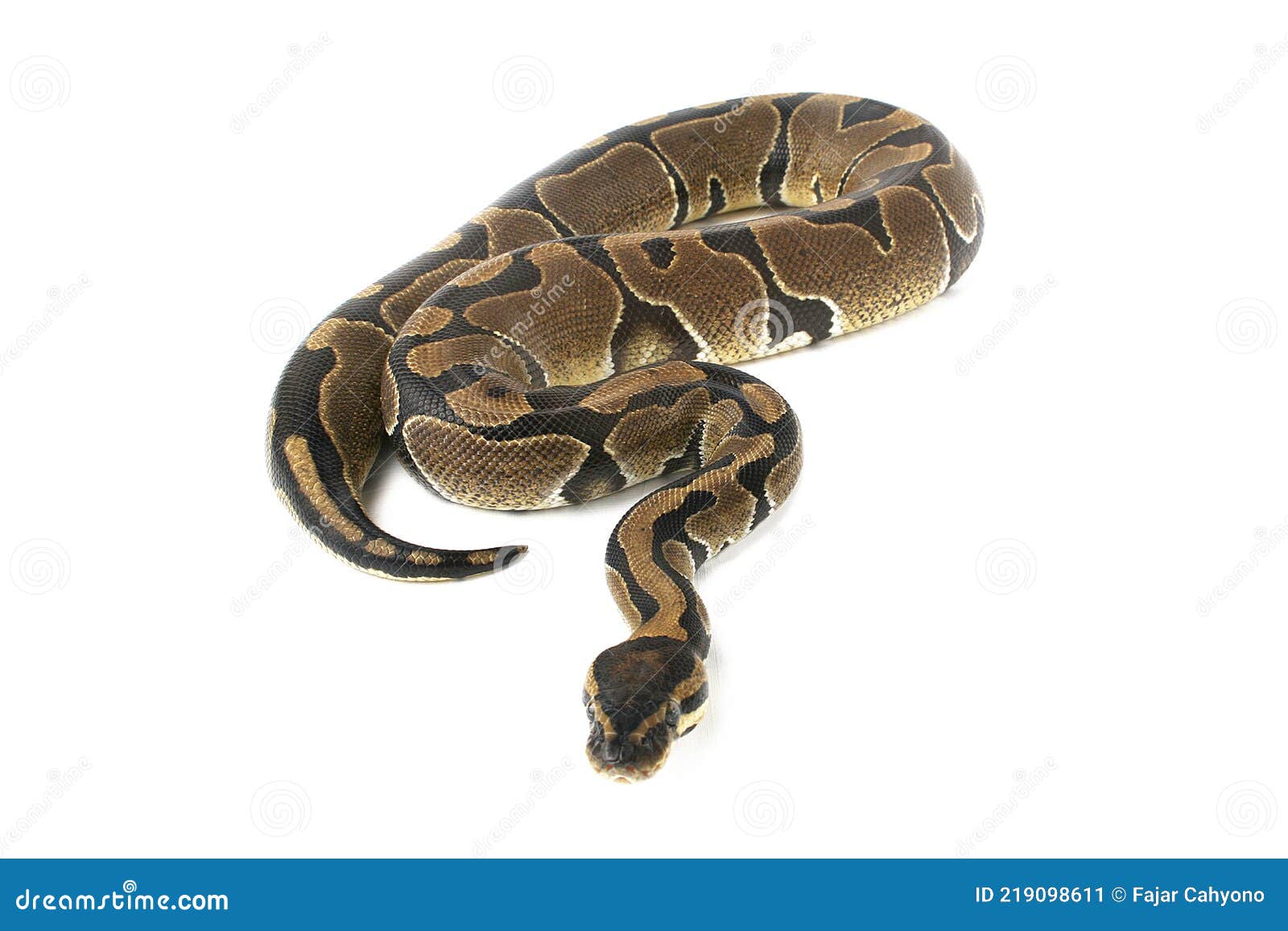 Ball python snake stock image. Image of concern, turtle - 219098611 Ball python snake stock image. Image of concern, turtle - 219098611