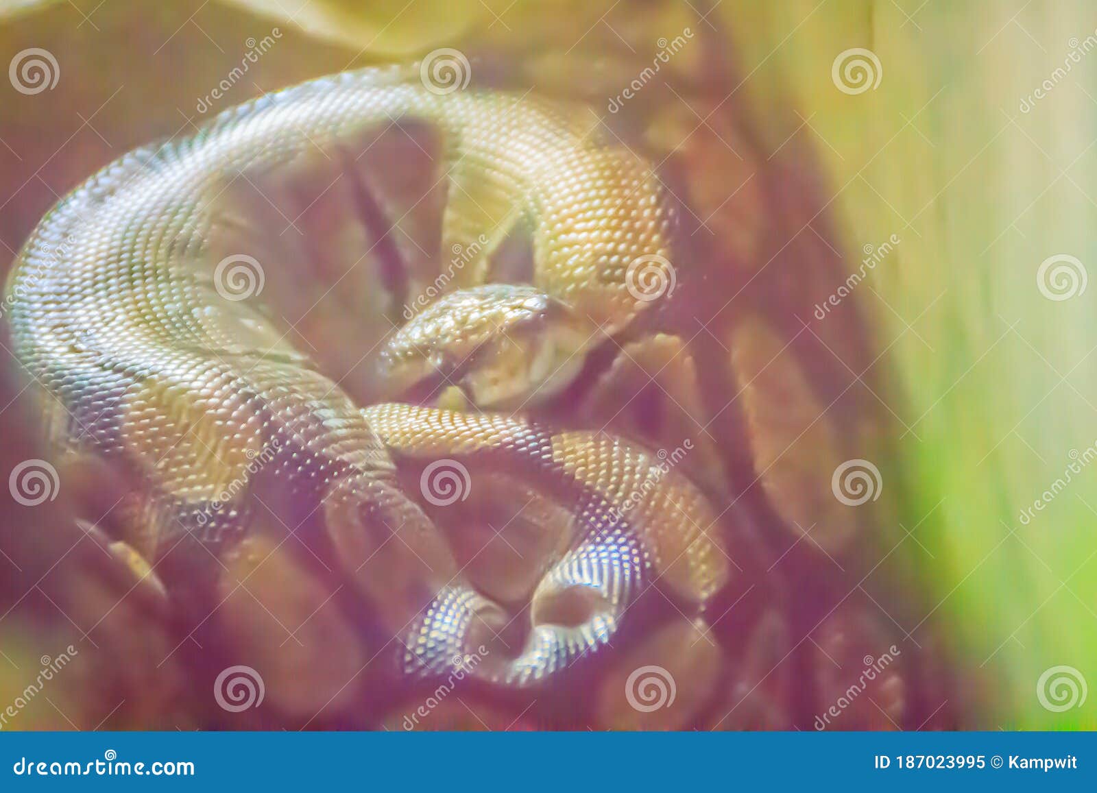 Ball Python Snake in the Dark Room. the Royal Python Python Regius ...