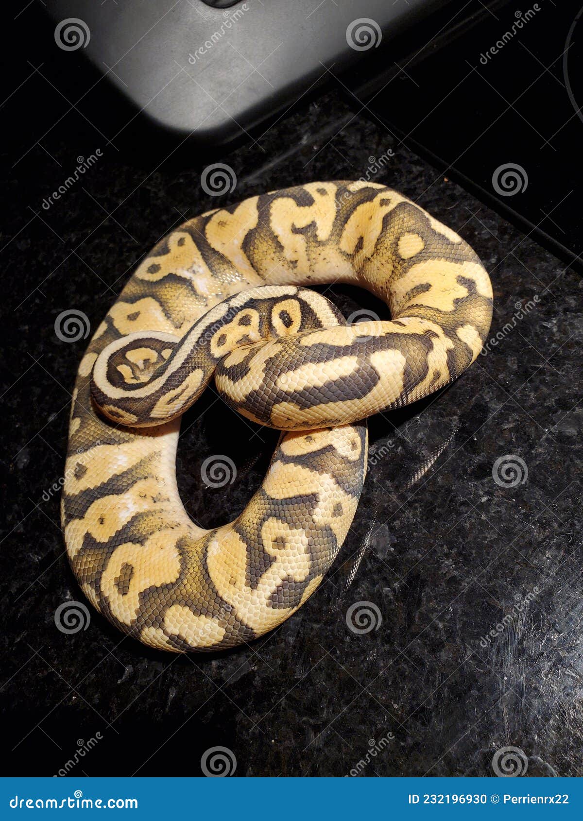 Ball Python Snake Morph Baby Juvenile Stock Photo - Image of pattern ...