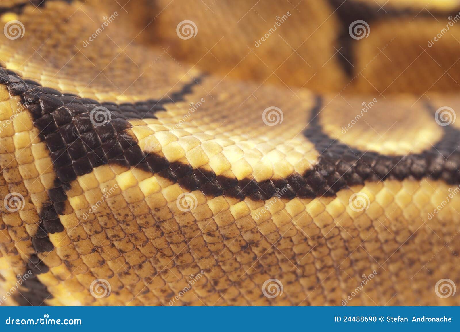 Ball Python Snakeskin stock photo. Image of regius, ball - 24488690