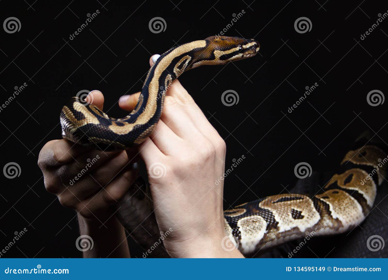Ball Python In Woman Hands Stock Image Image Of Background 134595149