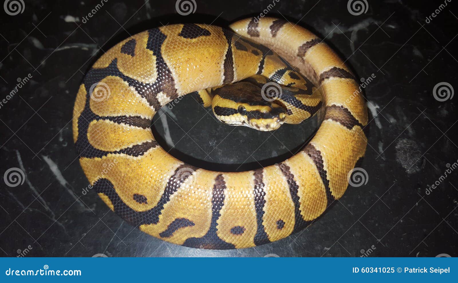 Ball python stock image. Image of serpent, snake, vertebrate - 60341025