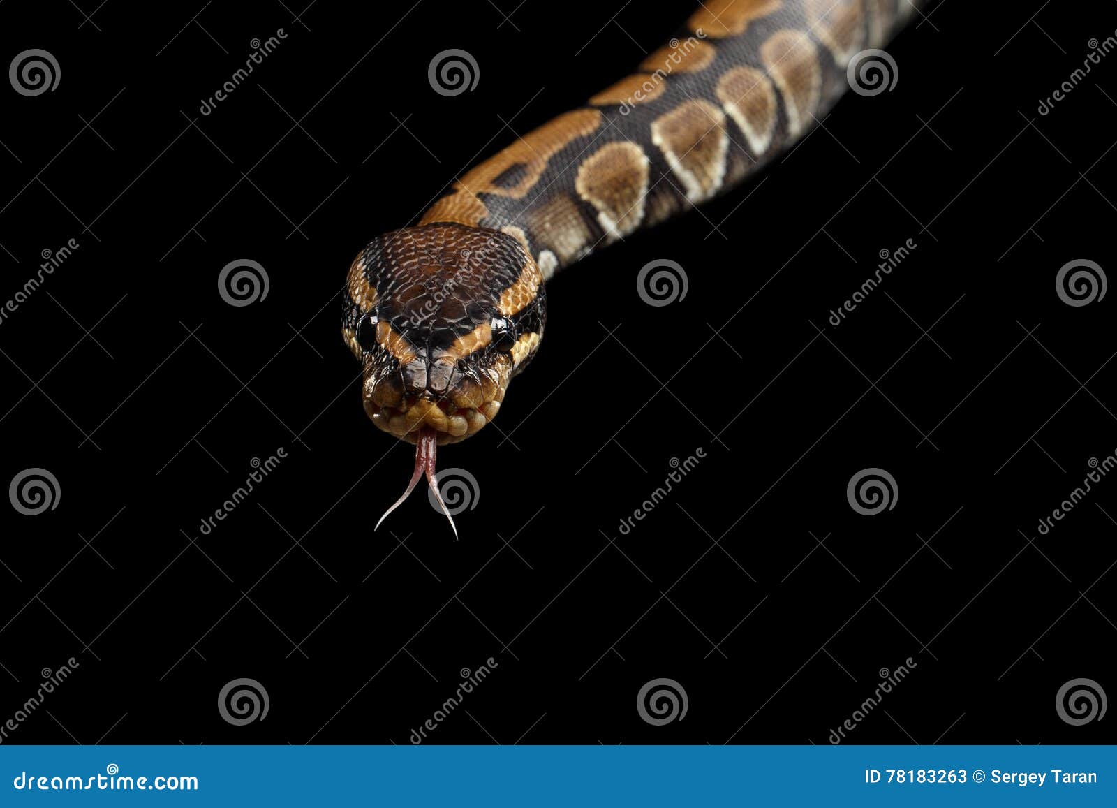 Black Snake At Forest At The Leaves Curled Up In The Ball Vi Stock ...