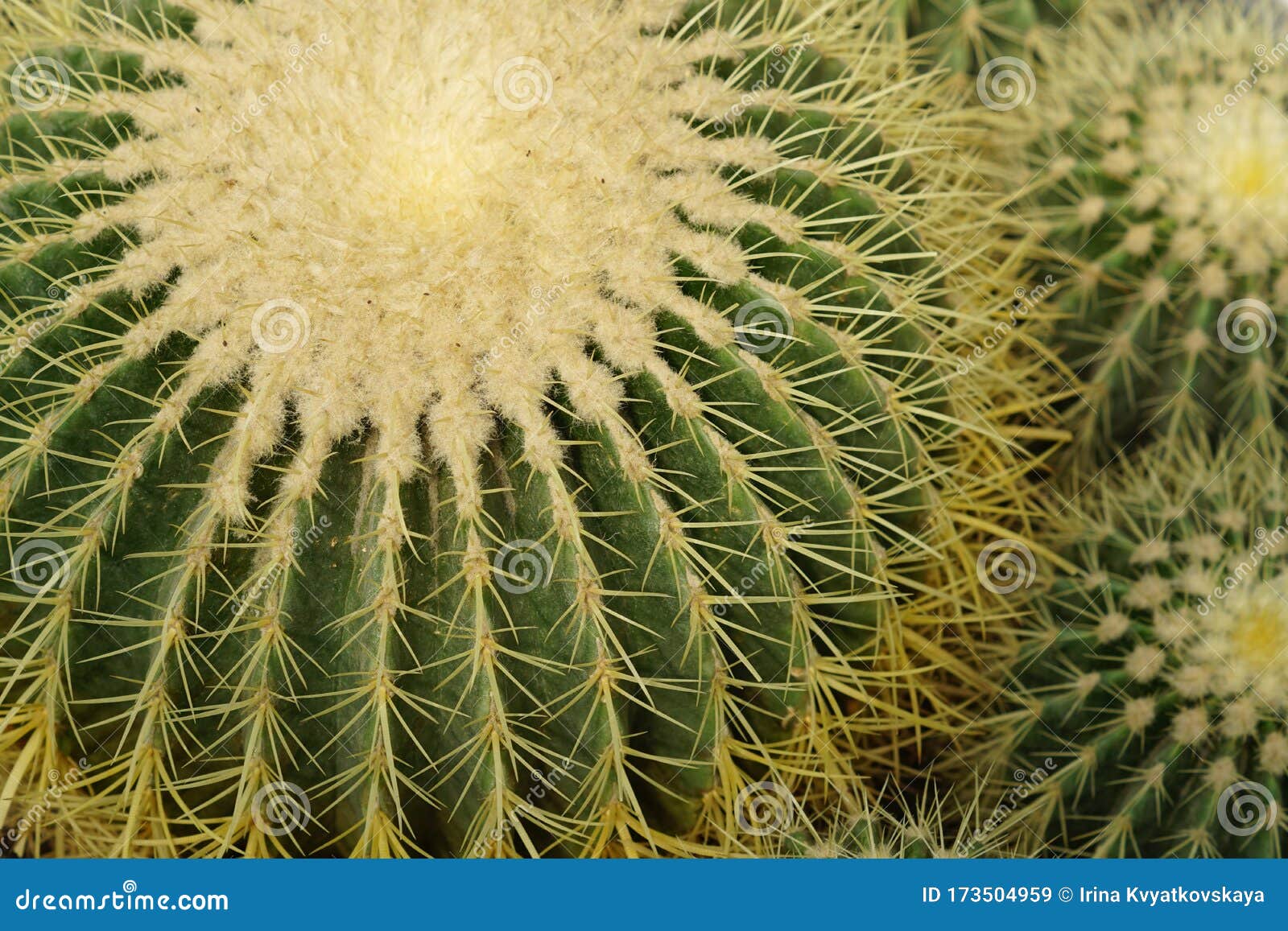 Ball Shaped Cacti for Background, Close Up Stock Image - Image of ...