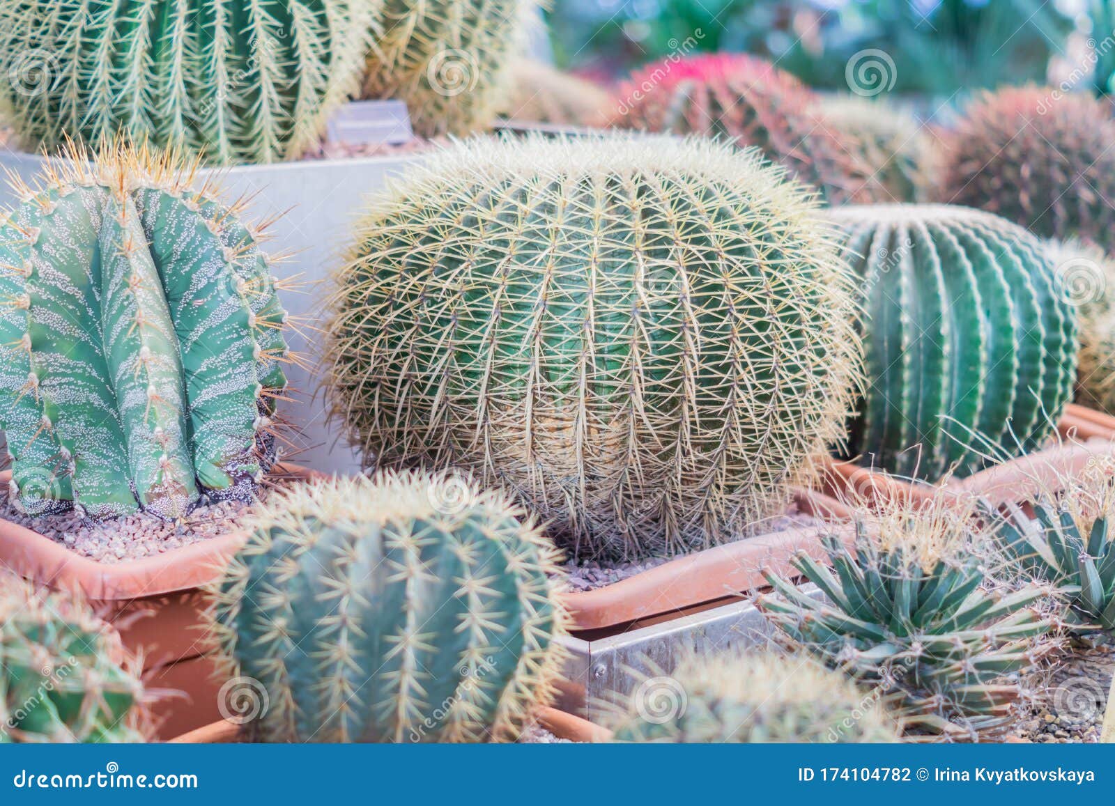 Ball Shaped Cacti in Botanical Garden Stock Photo - Image of shape ...