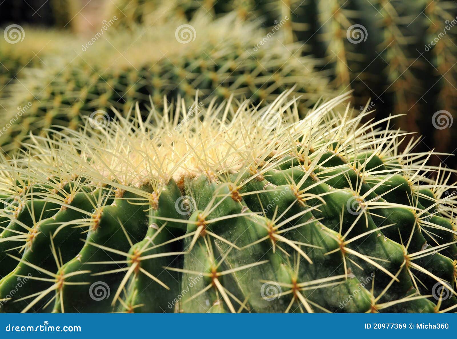 Ball shaped cactus stock image. Image of biology, green - 20977369