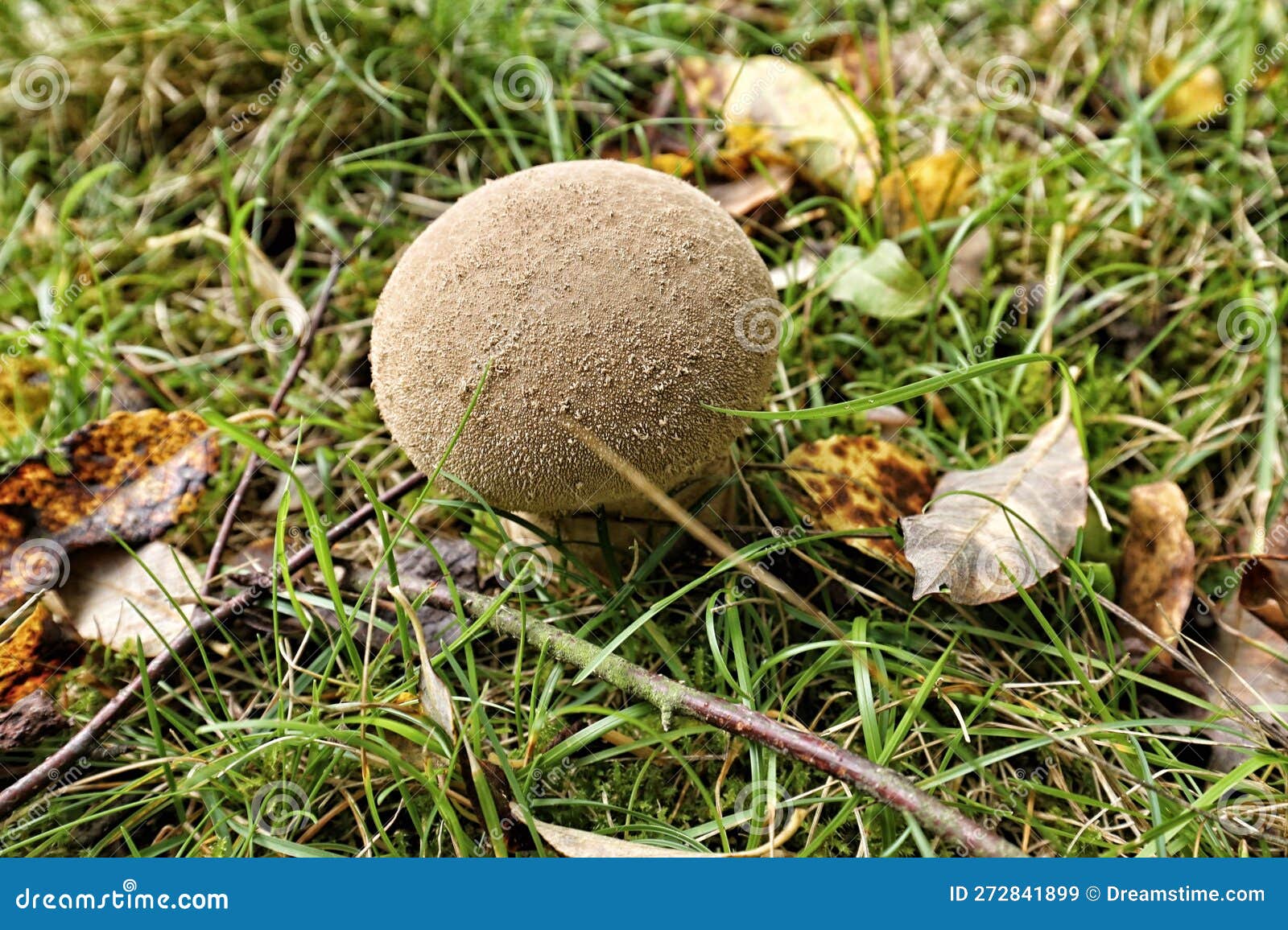 Ball Shaped Mushroom in the Forest Land Stock Image - Image of mushroom ...