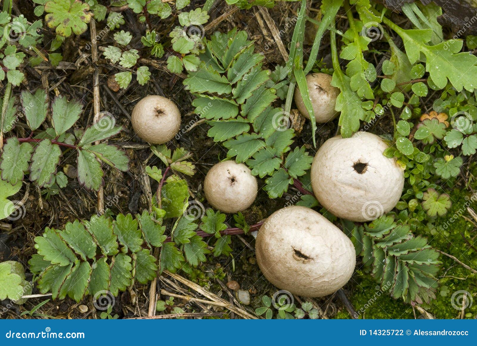 Ball-shaped mushrooms stock photo. Image of environment - 14325722