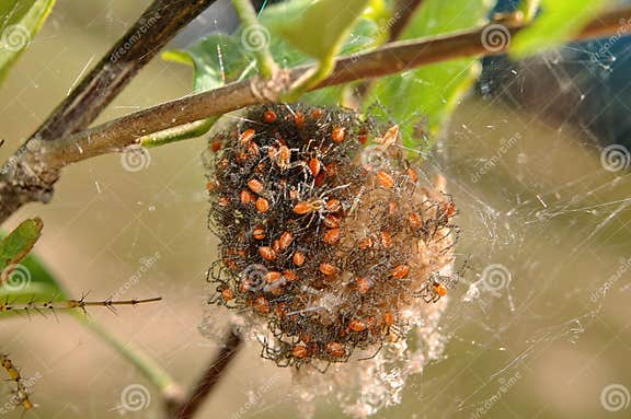 Ball of spiders stock image. Image of fauna, nature, brown - 3335159