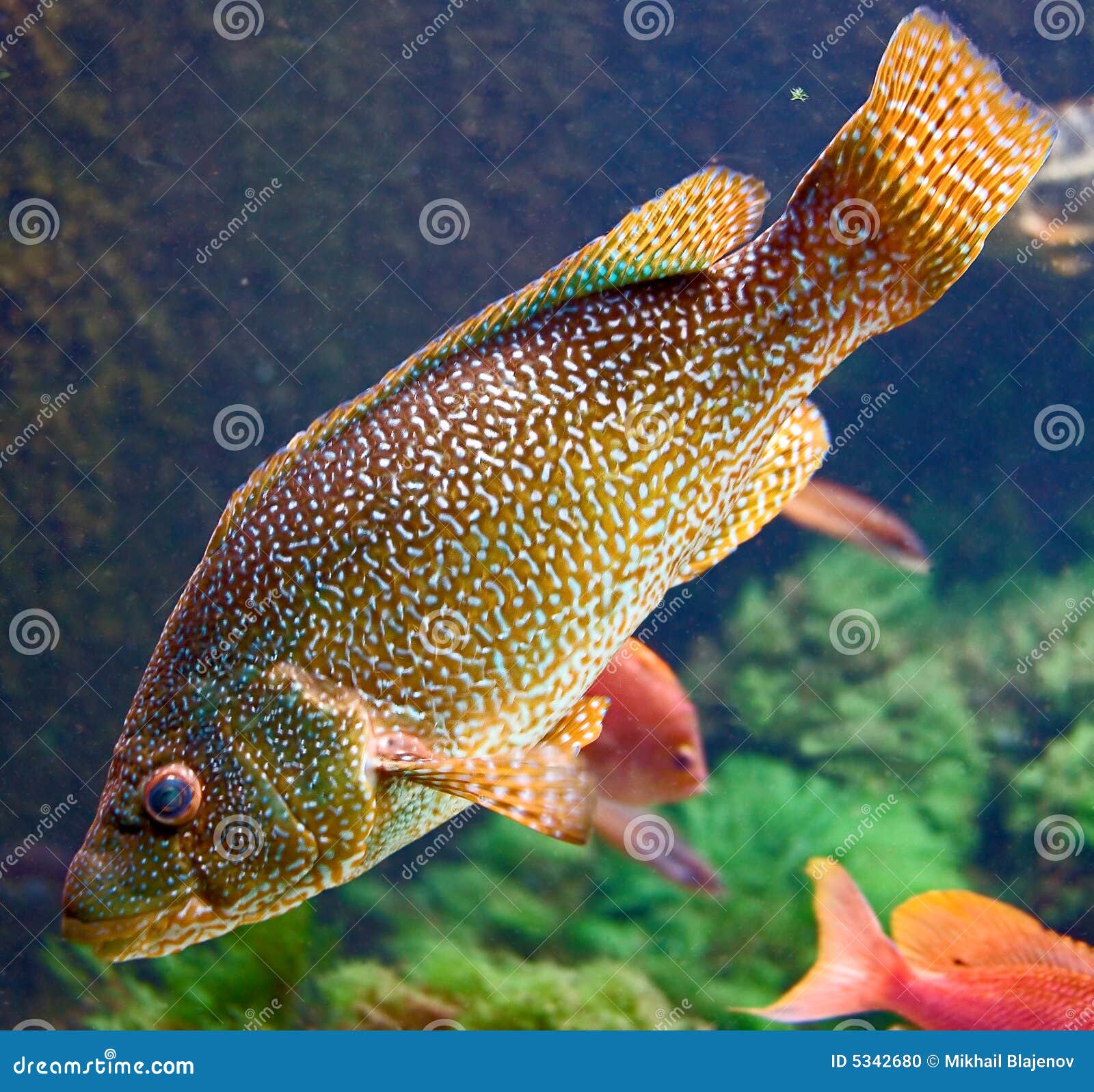 Ballan wrasse 3 stock photo. Image of fish, water, aquarium - 5342680