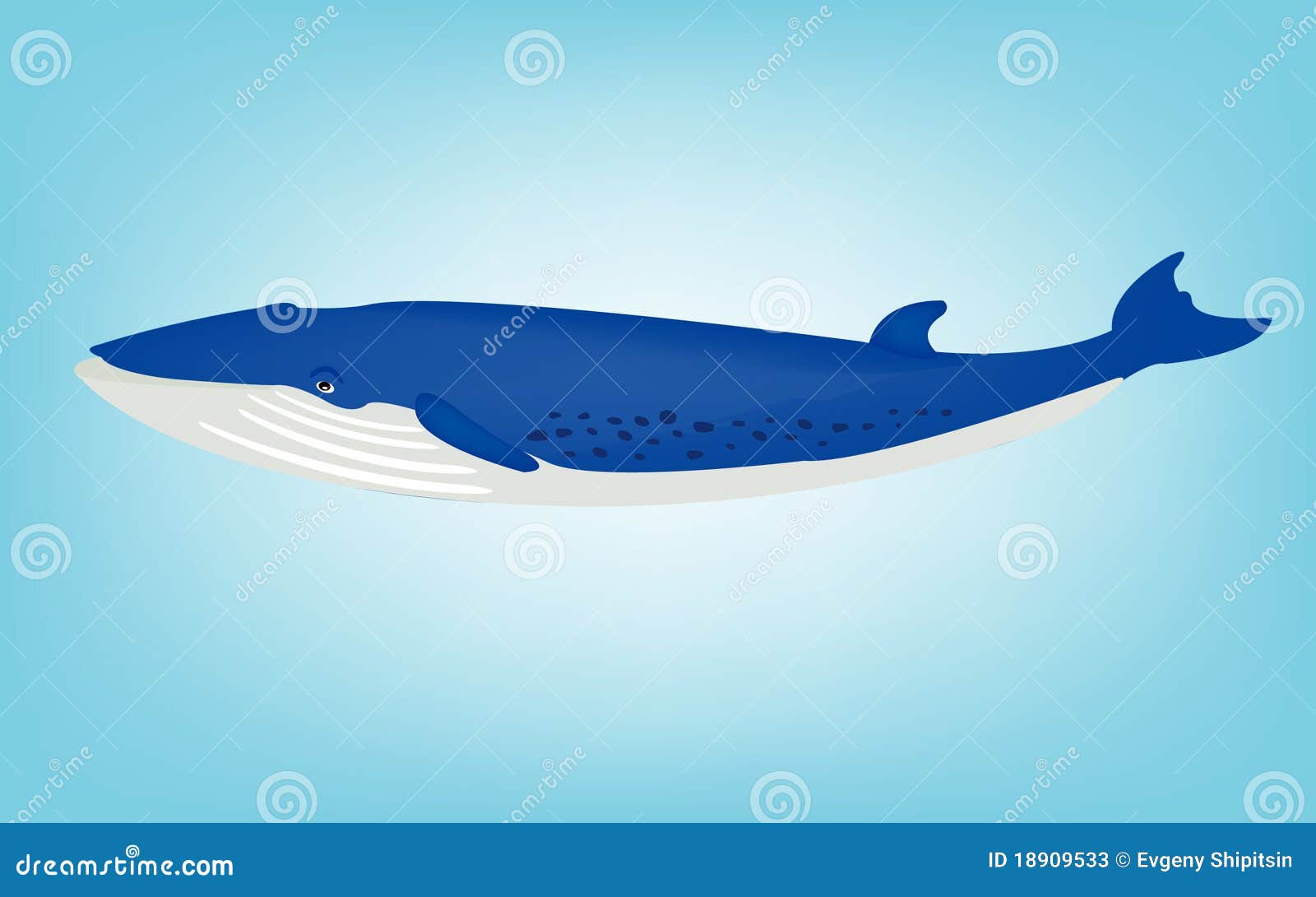 Ballena azul ilustración del vector. Ilustración de enorme - 18909533