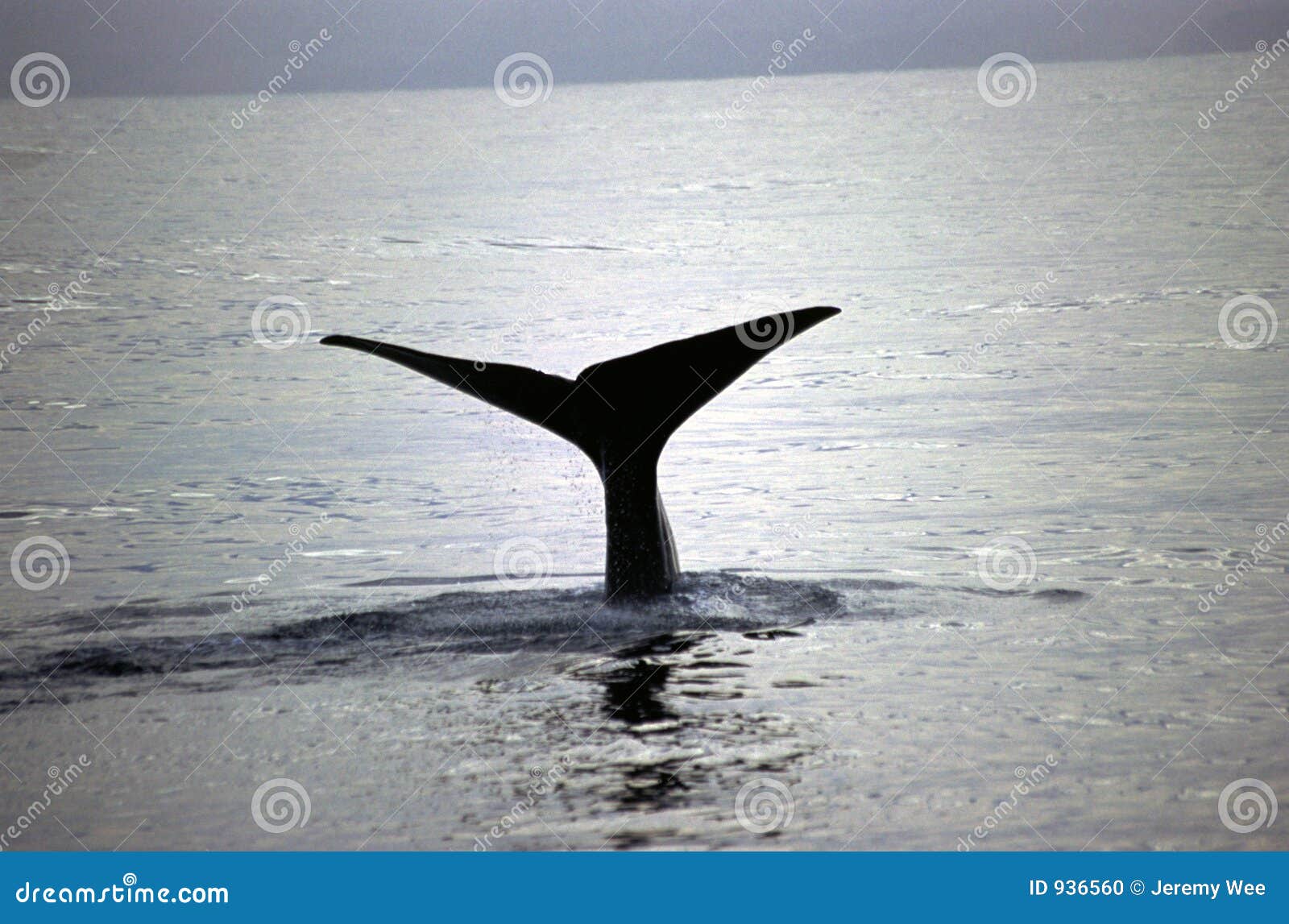 Ballena azul foto de archivo. Imagen de grande, ballena - 936560