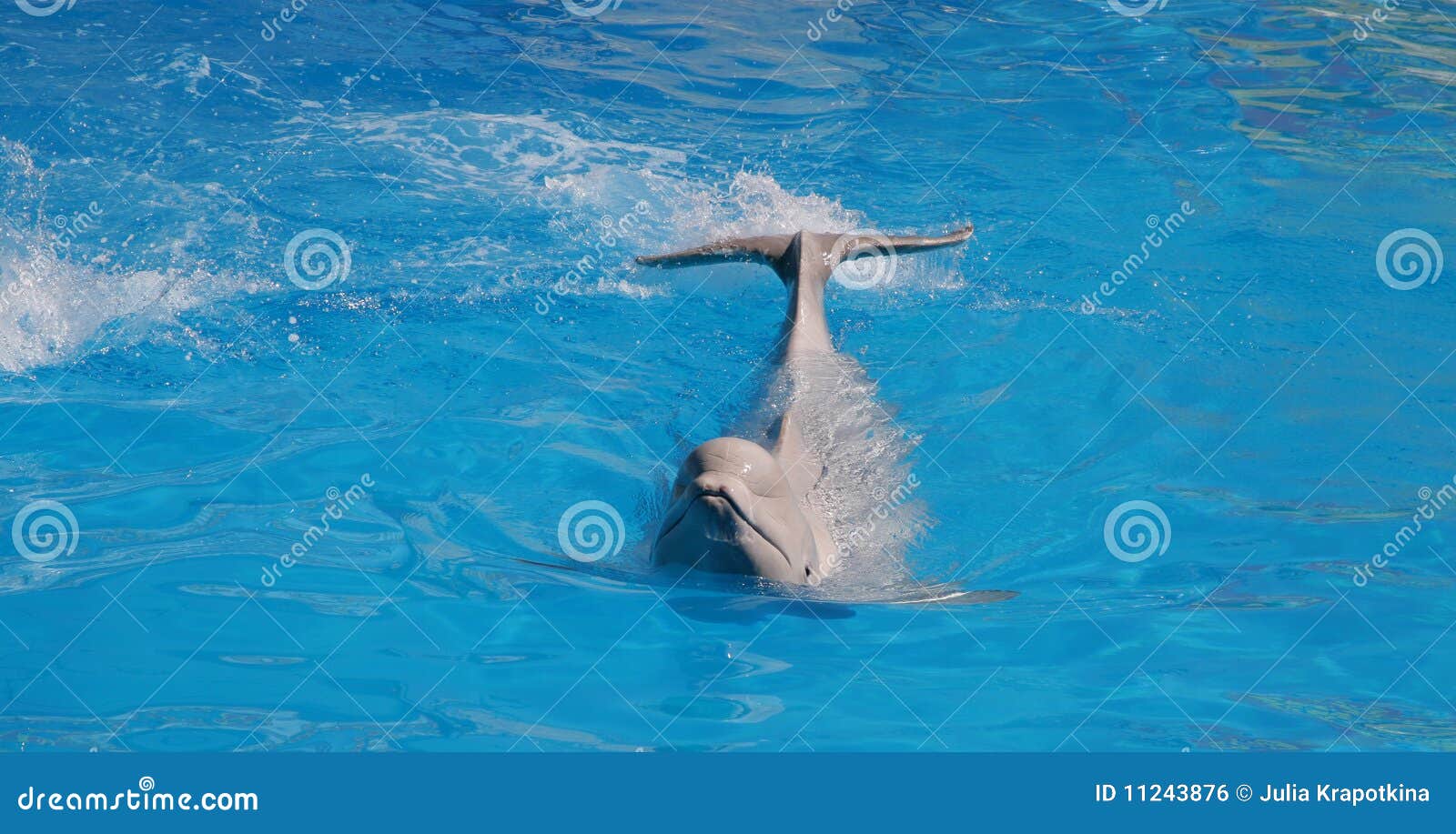 Ballena blanca foto de archivo. Imagen de ballena, listo - 11243876