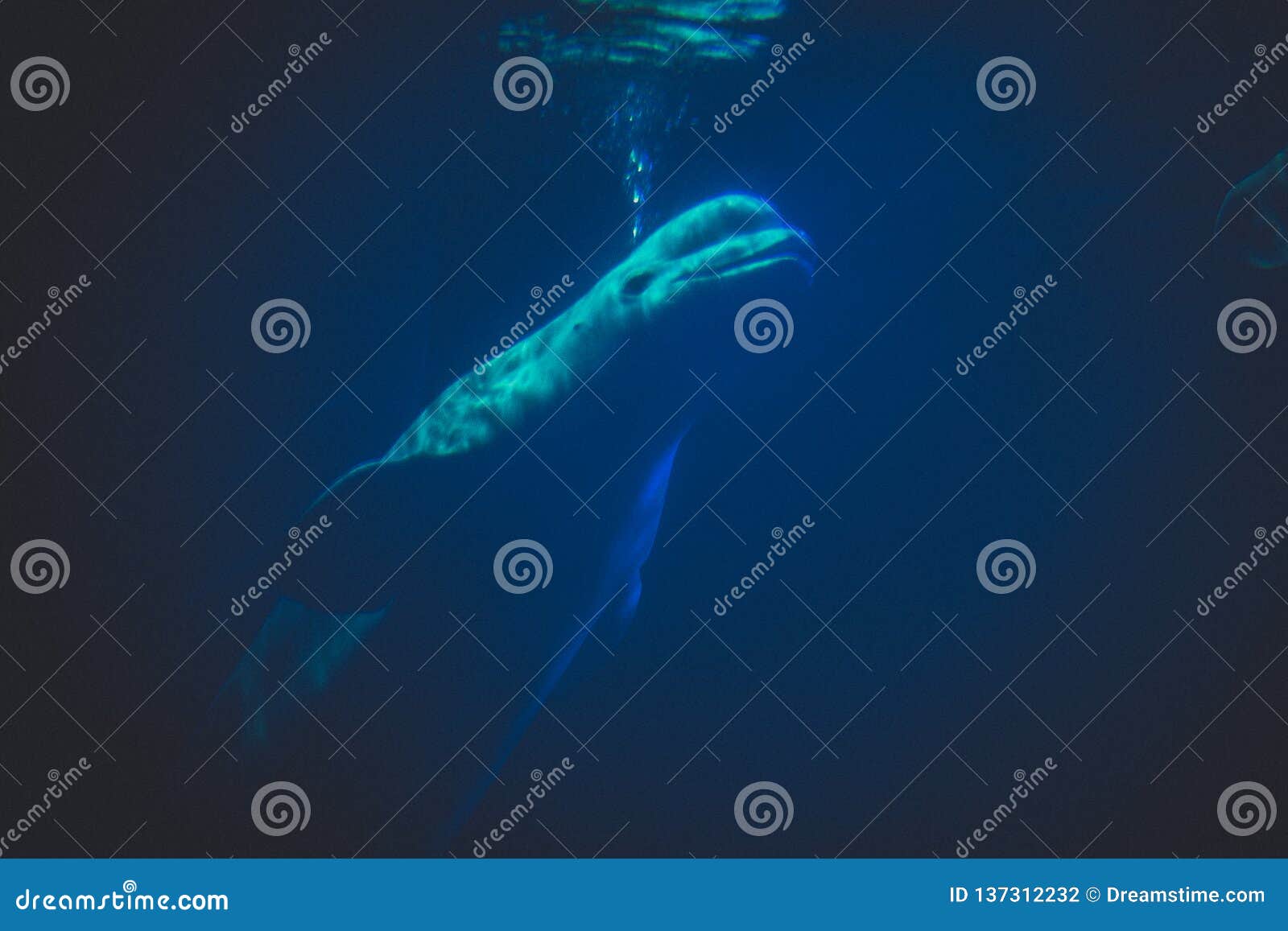 Ballena blanca foto de archivo. Imagen de ballena, burbuja - 137312232