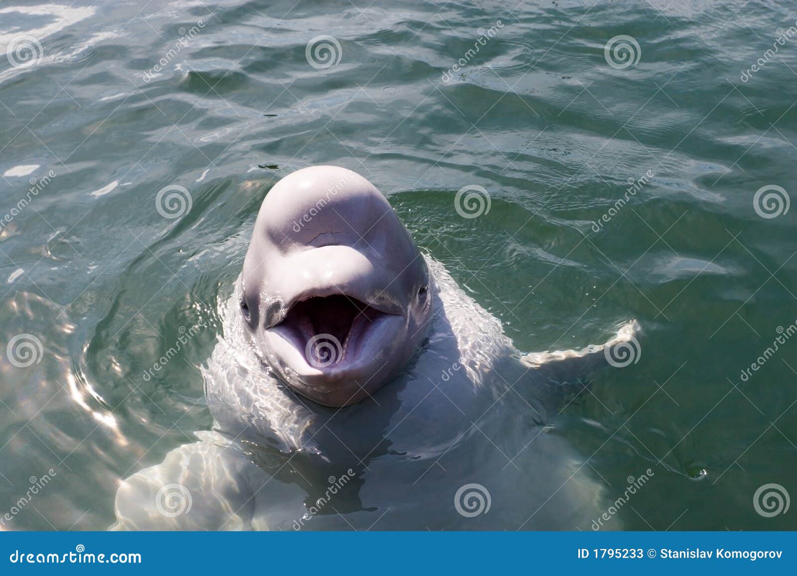 Ballena blanca imagen de archivo. Imagen de azul, nariz - 1795233