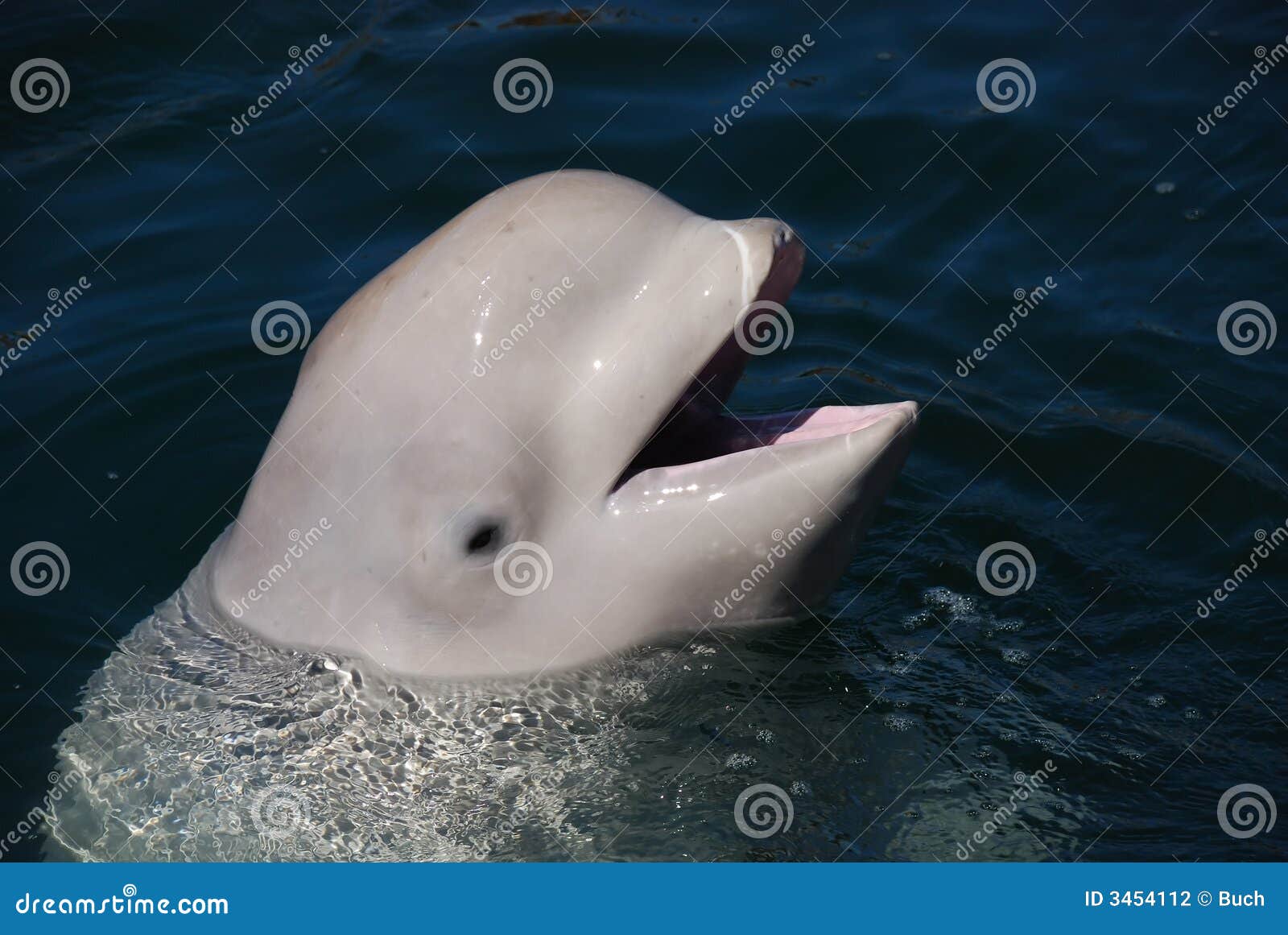 Ballena blanca foto de archivo. Imagen de playa, salto - 3454112