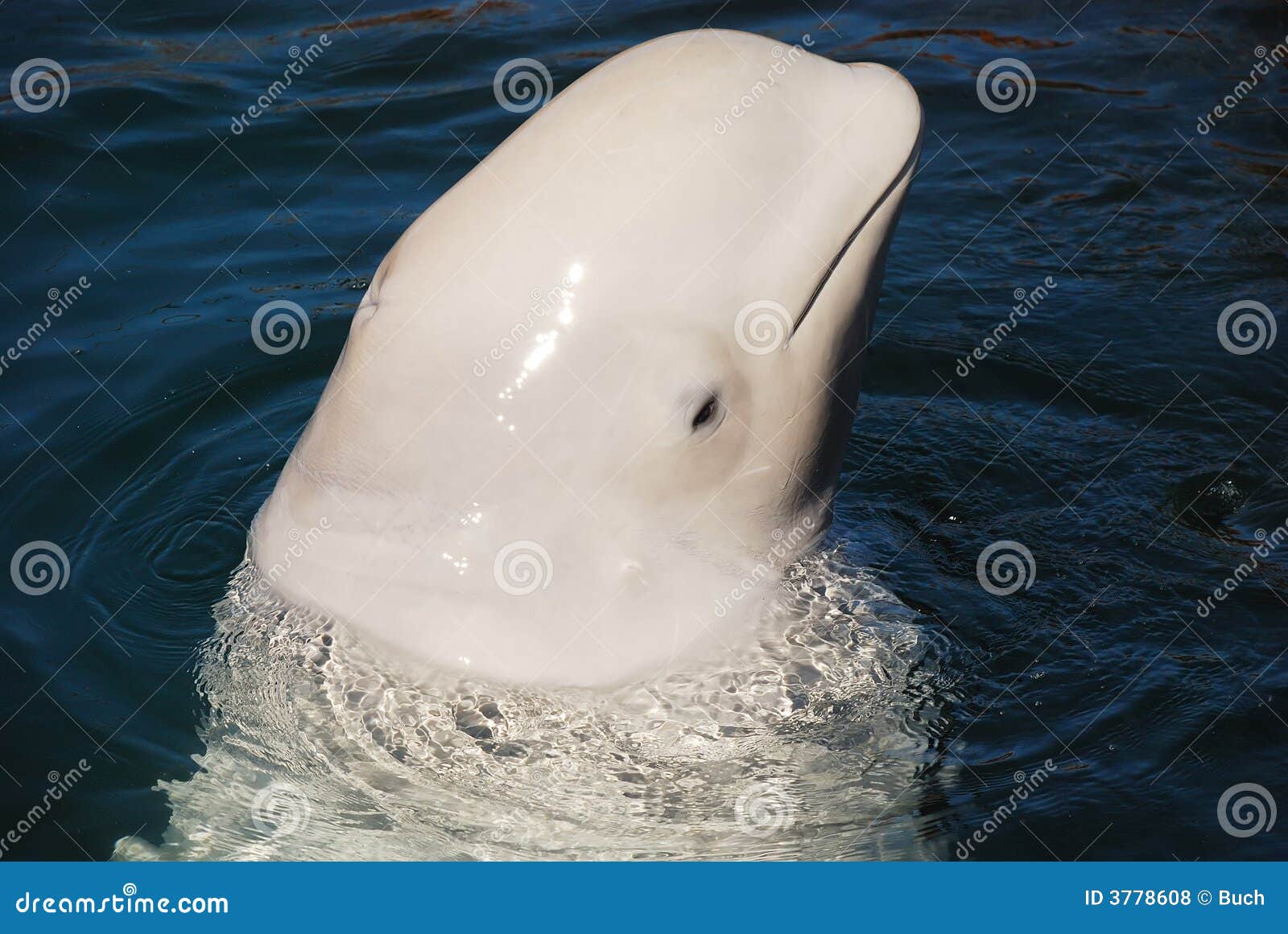 Ballena blanca foto de archivo. Imagen de cubo, blanco - 3778608