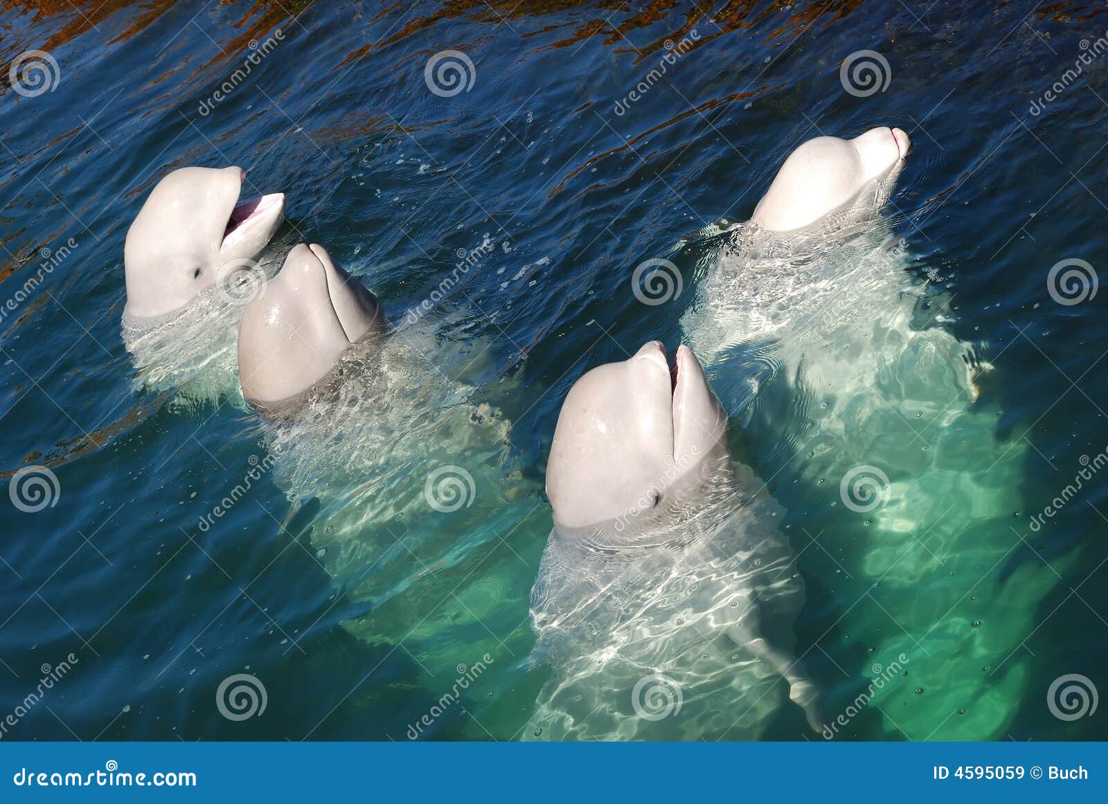 Ballena blanca imagen de archivo. Imagen de aleta, ballena - 4595059