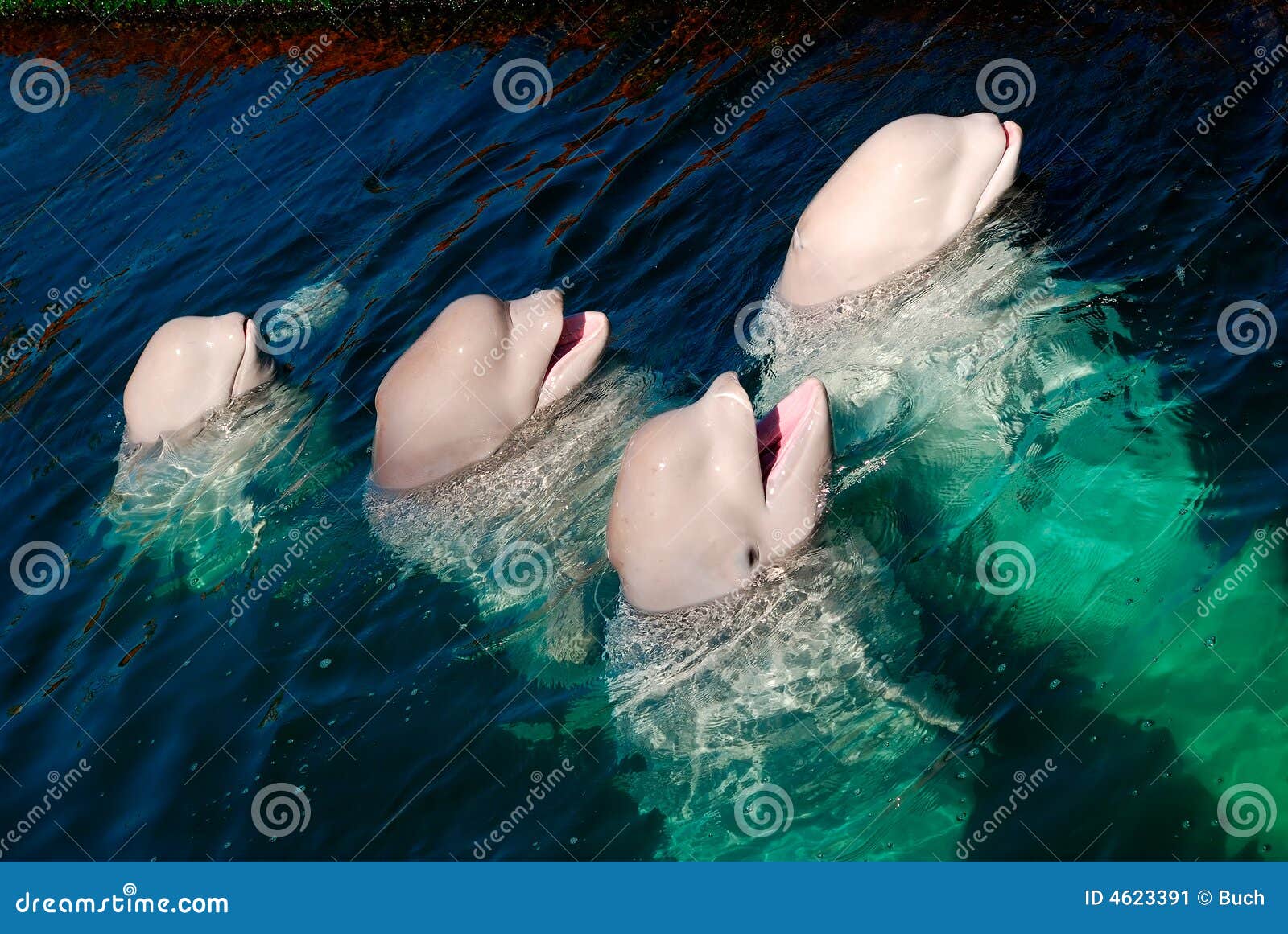 Ballena blanca imagen de archivo. Imagen de cautiverio - 4623391