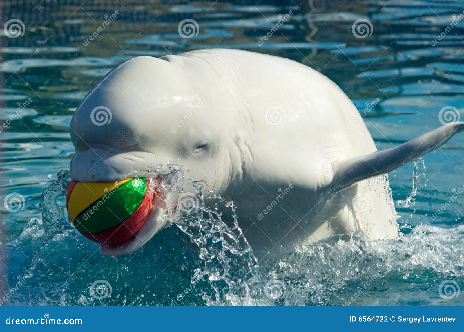 Ballena Blanca