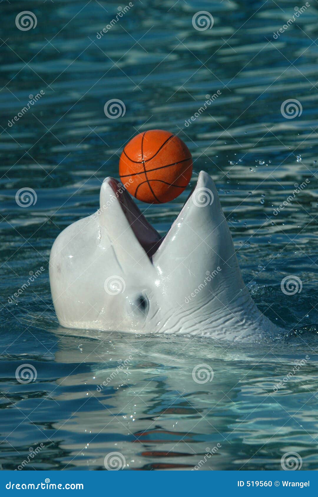 Ballena Blanca Que Juega a Baloncesto Foto de archivo - Imagen de bola ...