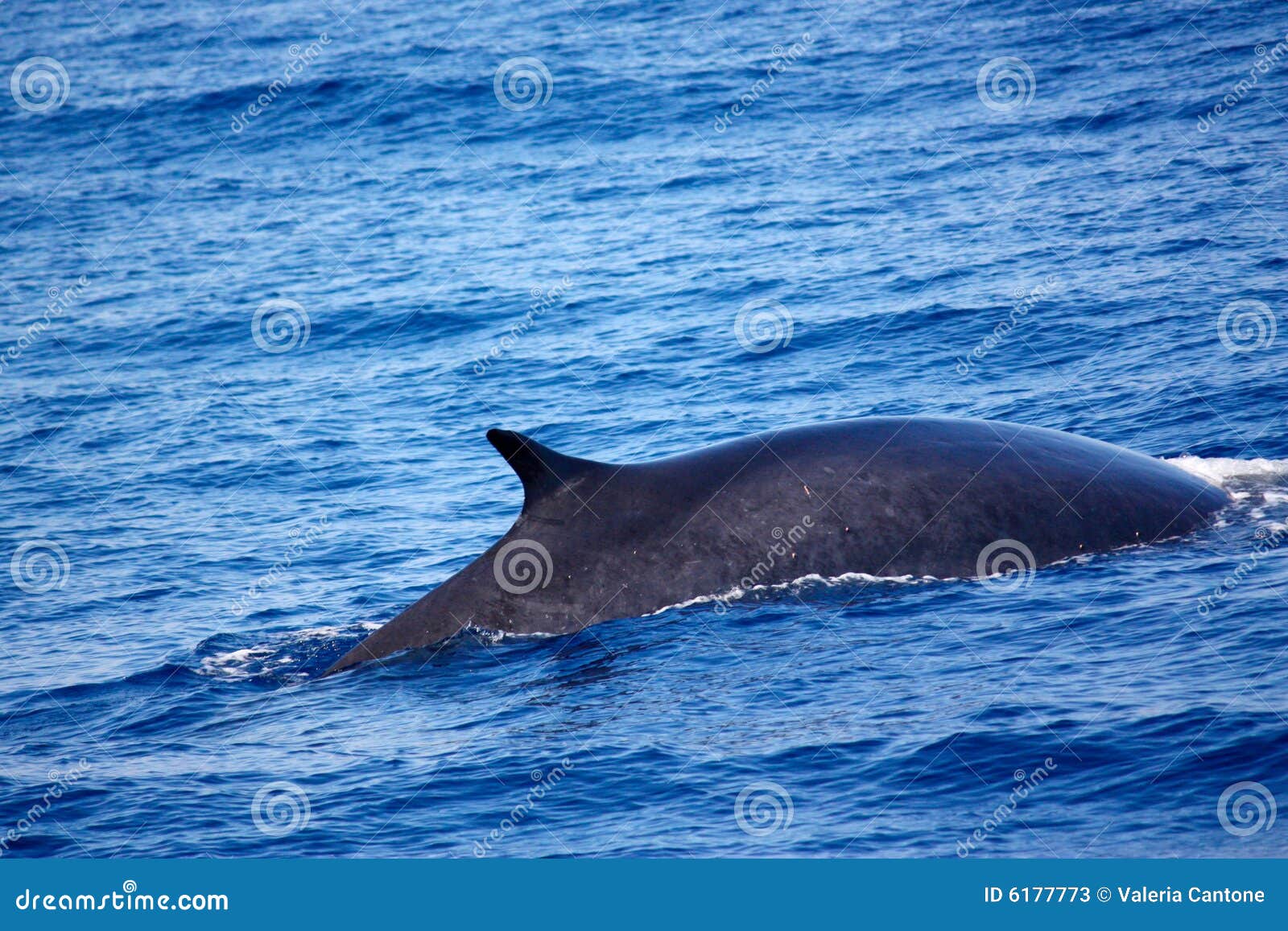 Ballena de aleta imagen de archivo. Imagen de retroceder - 6177773
