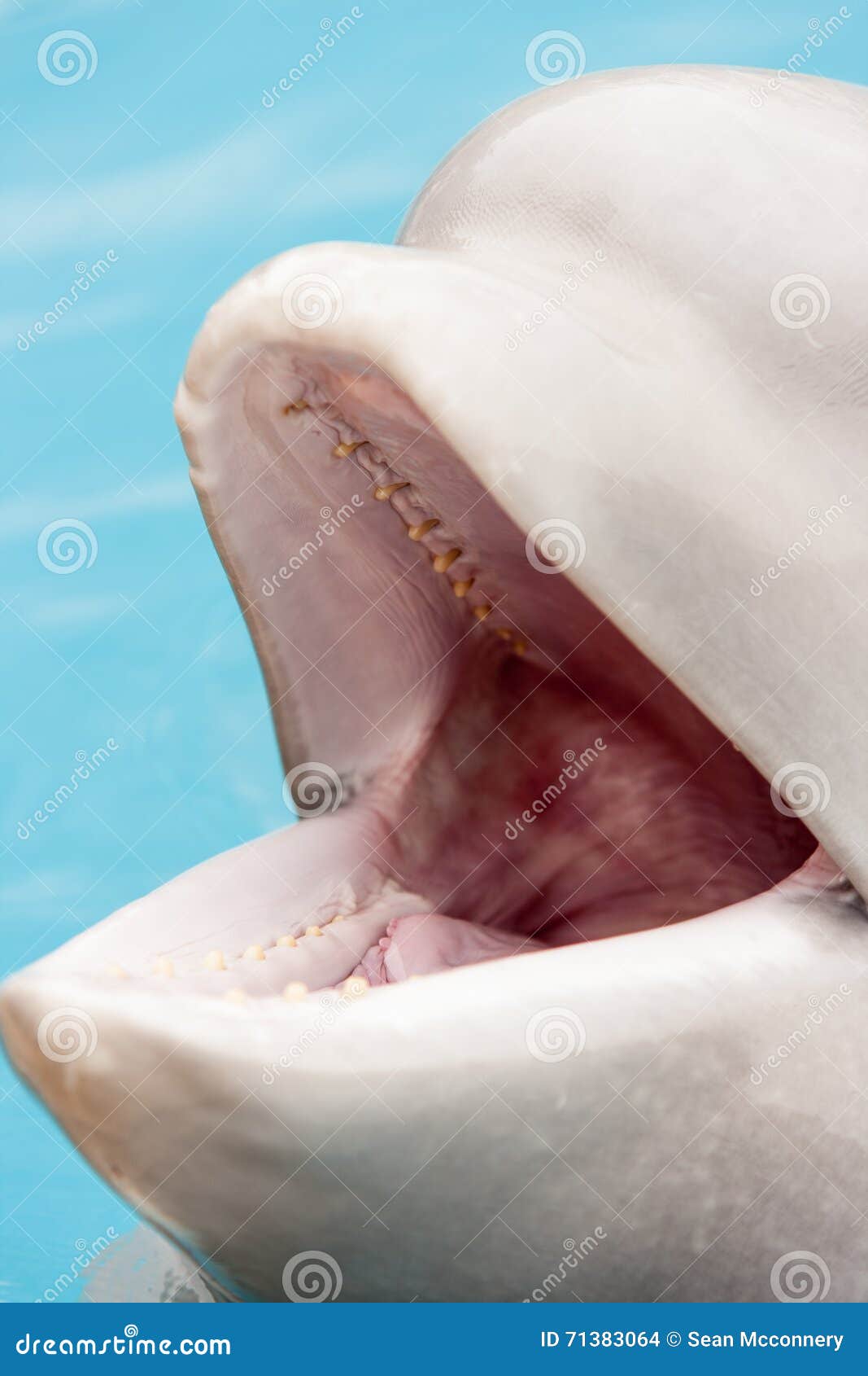 Ballena de la beluga foto de archivo. Imagen de dientes - 71383064