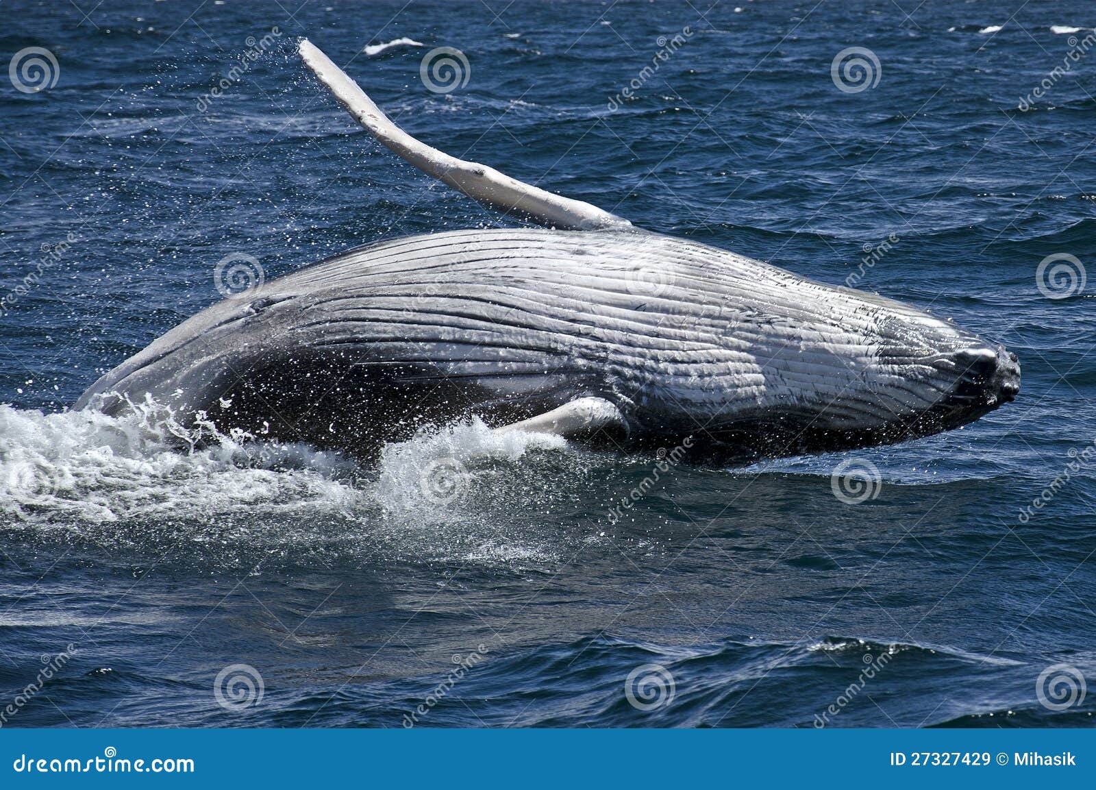 Ballena del bebé imagen de archivo. Imagen de salir, bebé - 27327429