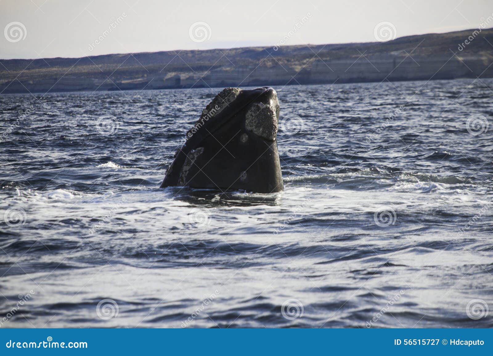 Ballena Que Muestra La Cabeza Imagen de archivo - Imagen de saltar ...