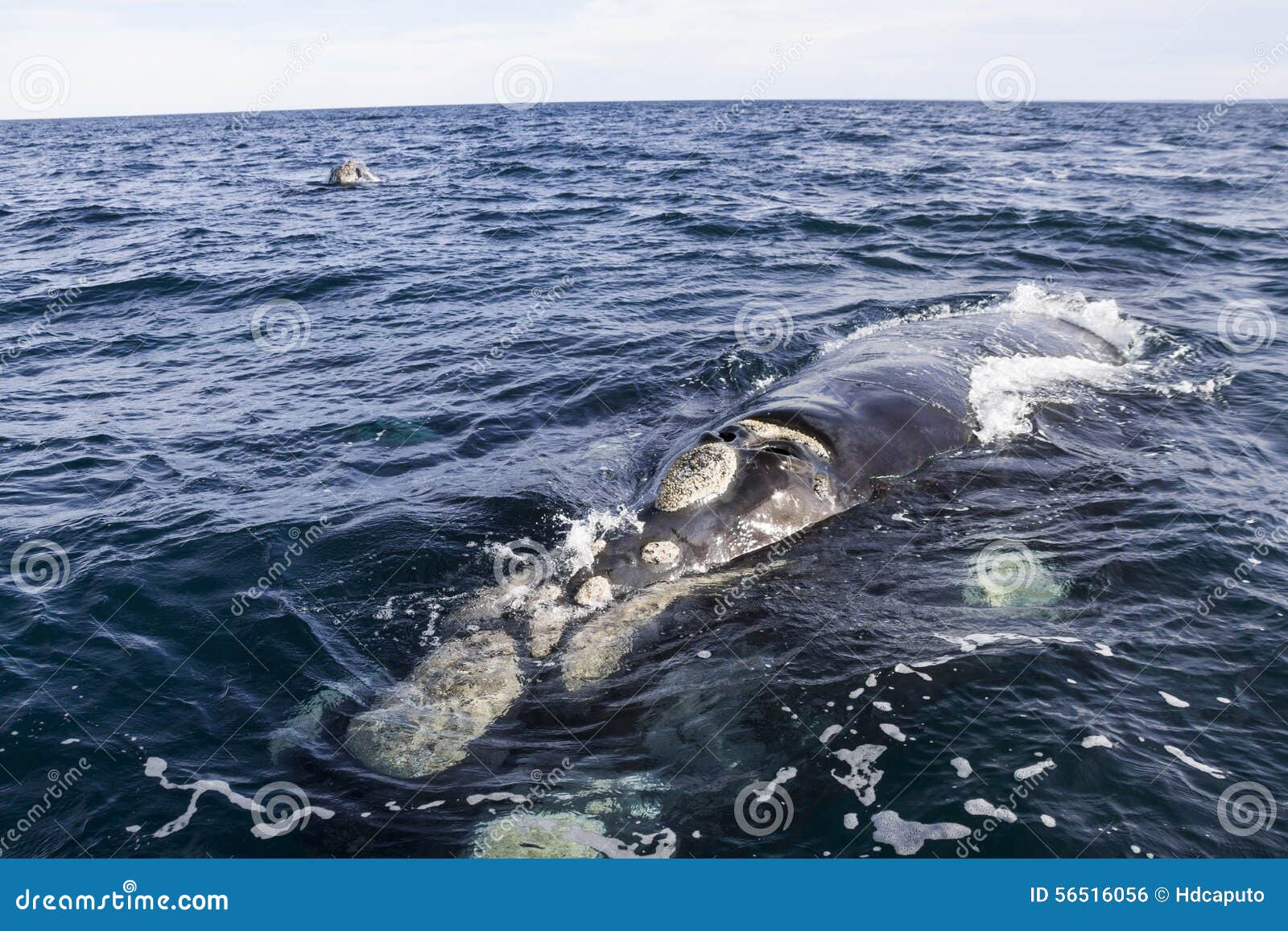 Ballena Que Muestra La Cabeza Foto de archivo - Imagen de america ...