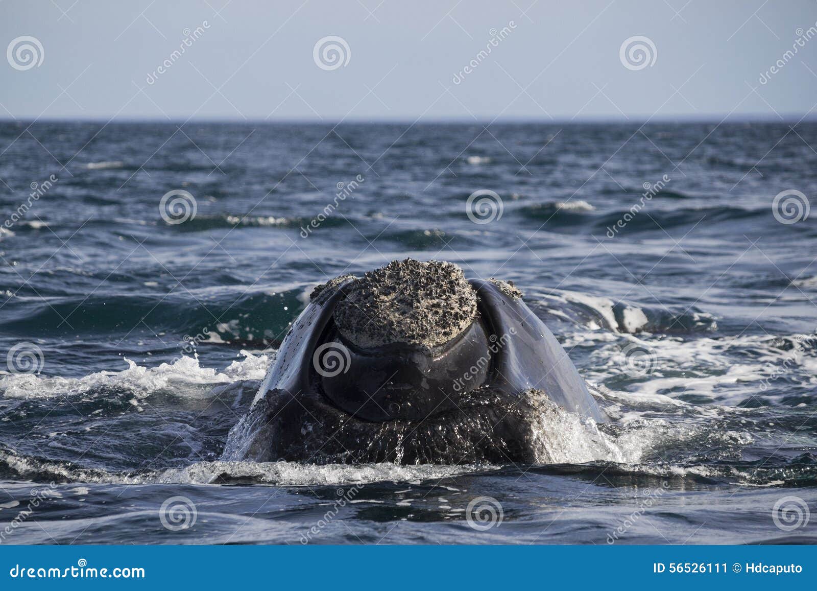 Ballena Que Muestra La Cabeza Imagen de archivo - Imagen de grande ...
