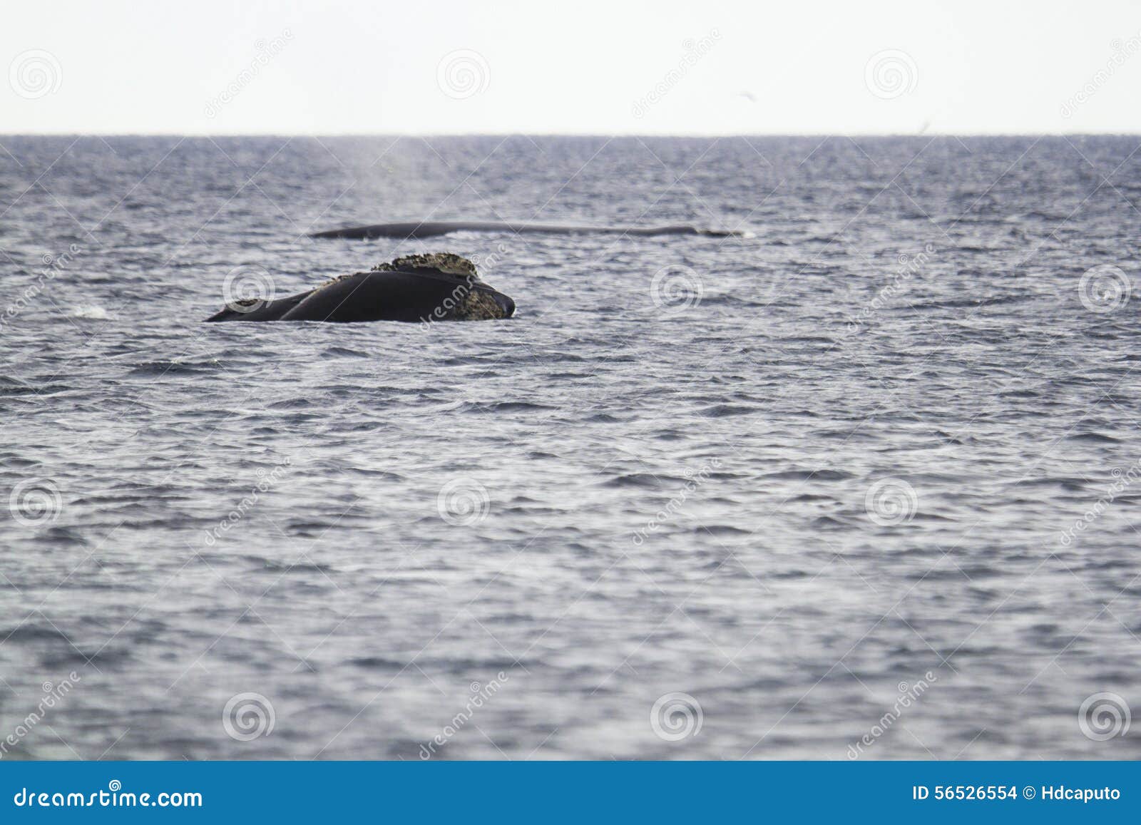 Ballena Que Muestra La Cabeza Foto de archivo - Imagen de océanos ...