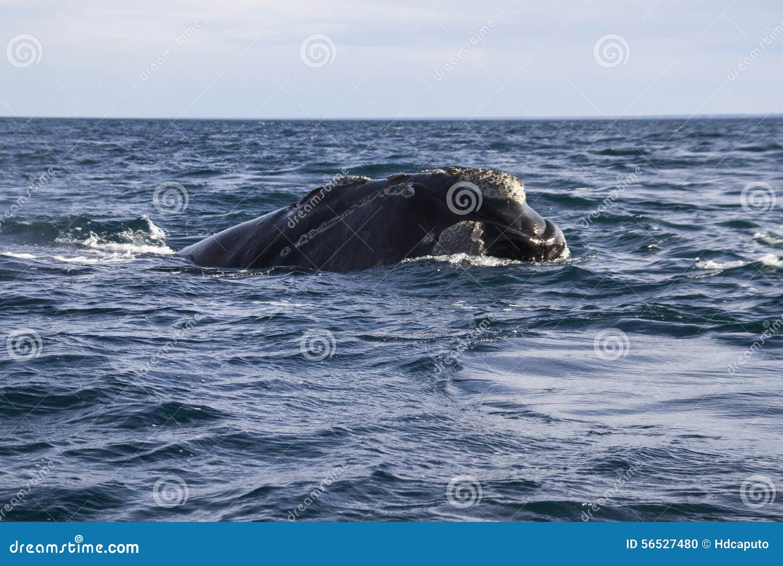 Ballena Que Muestra La Cabeza Foto de archivo - Imagen de potencia ...
