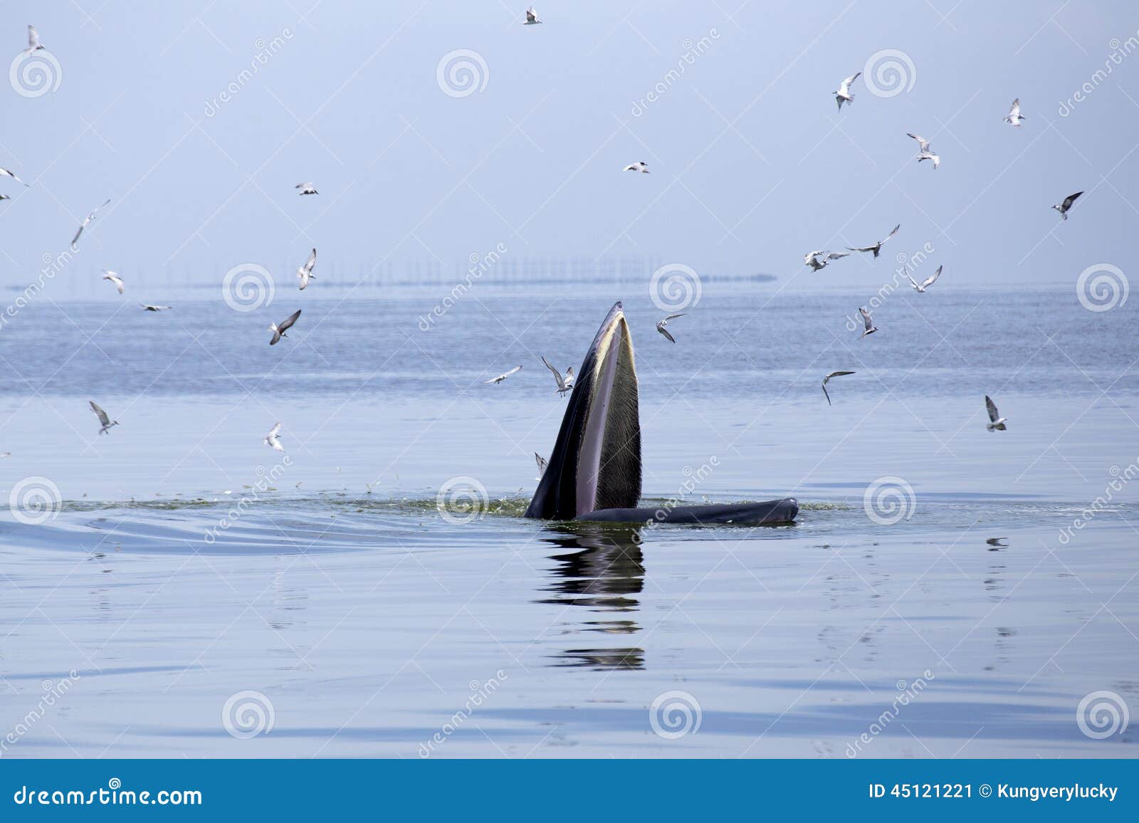 Ballenas Que Comen Pescados De La Anchoa Imagen de archivo - Imagen de ...