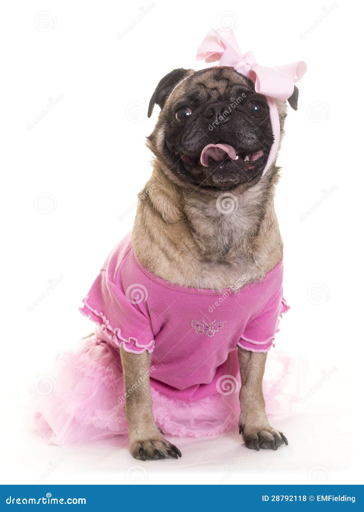 Pugs In Dresses