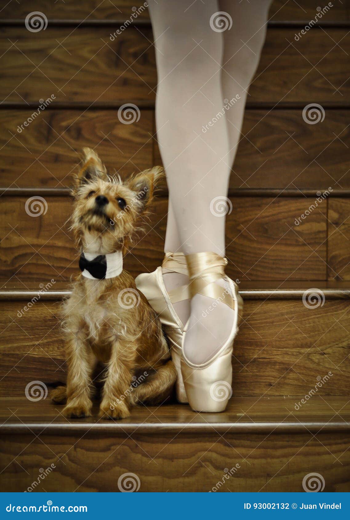 Ballerina and Dog stock photo. Image of footwear, terrier - 93002132