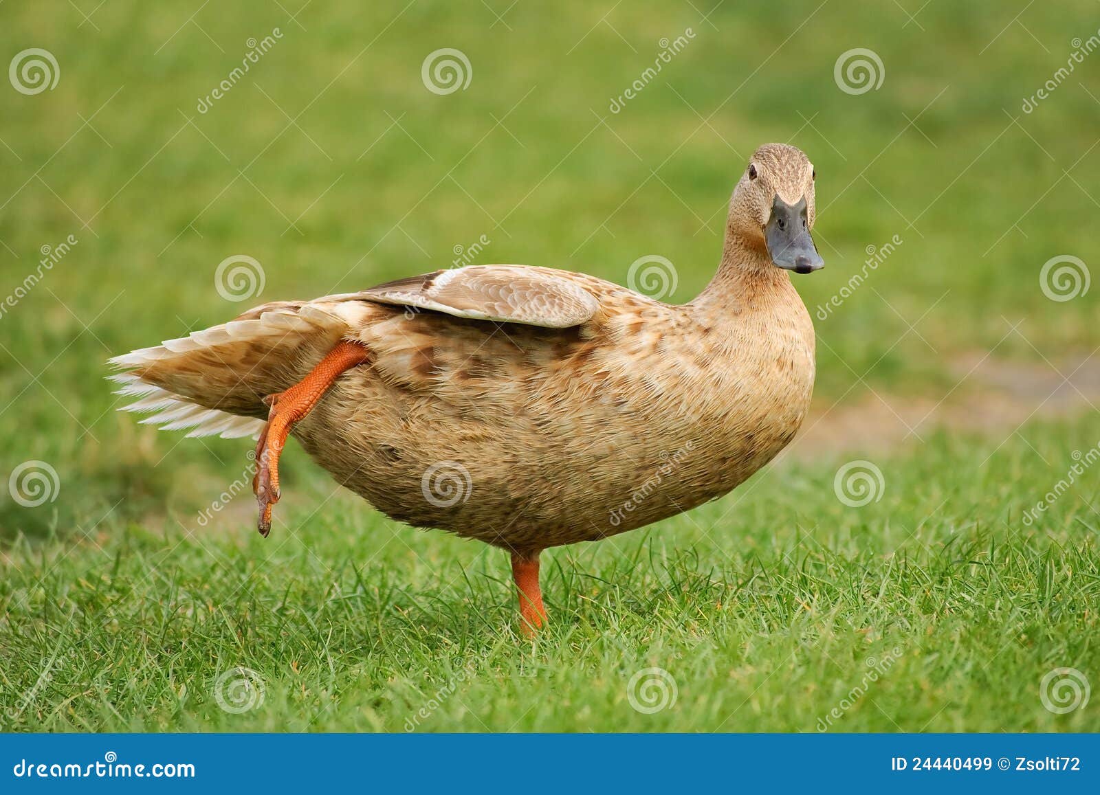 Ballerina duck stock image. Image of duck, bill, side - 24440499