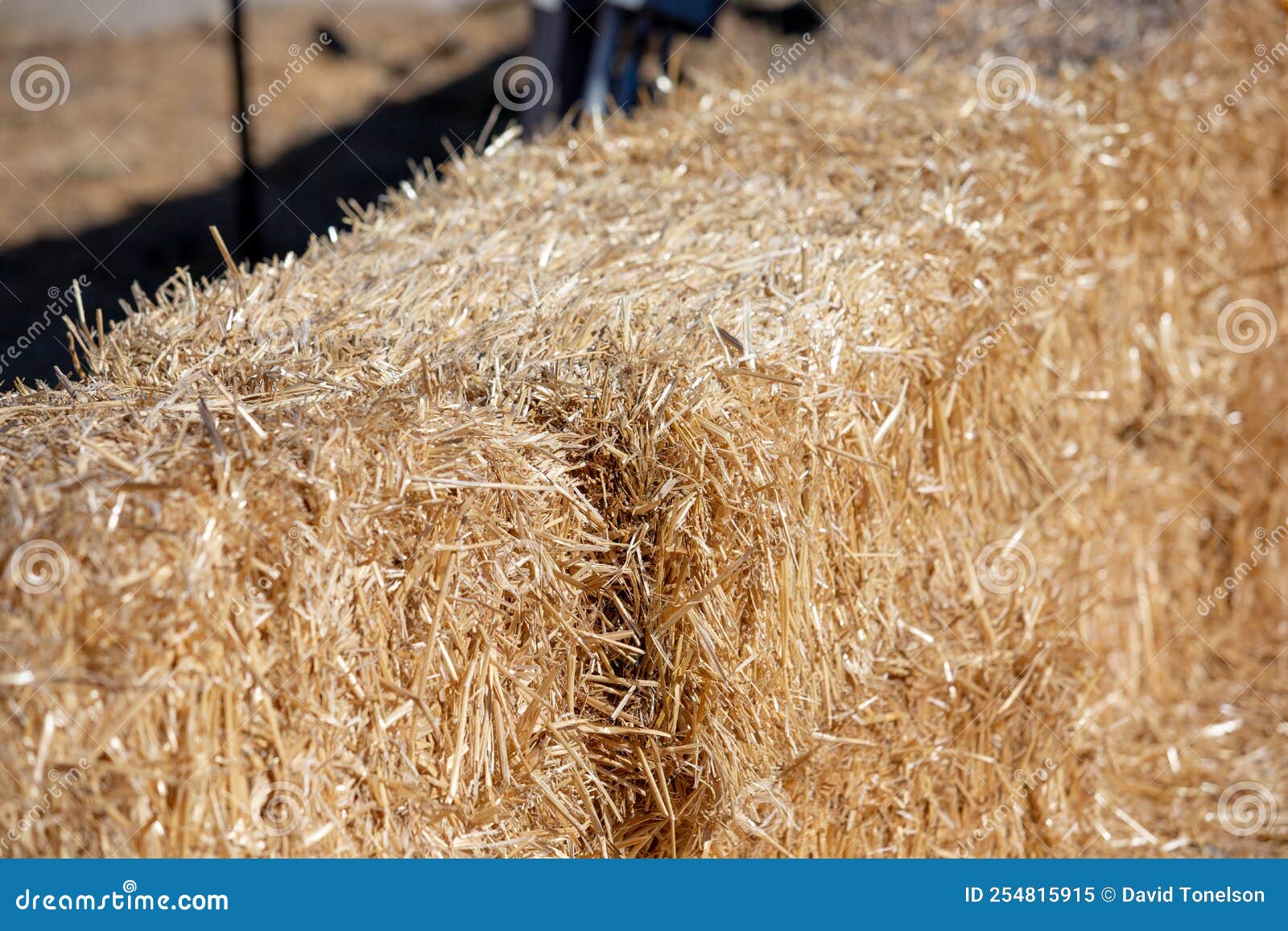 Balles de foin sec image stock. Image of balle, porc - 254815915