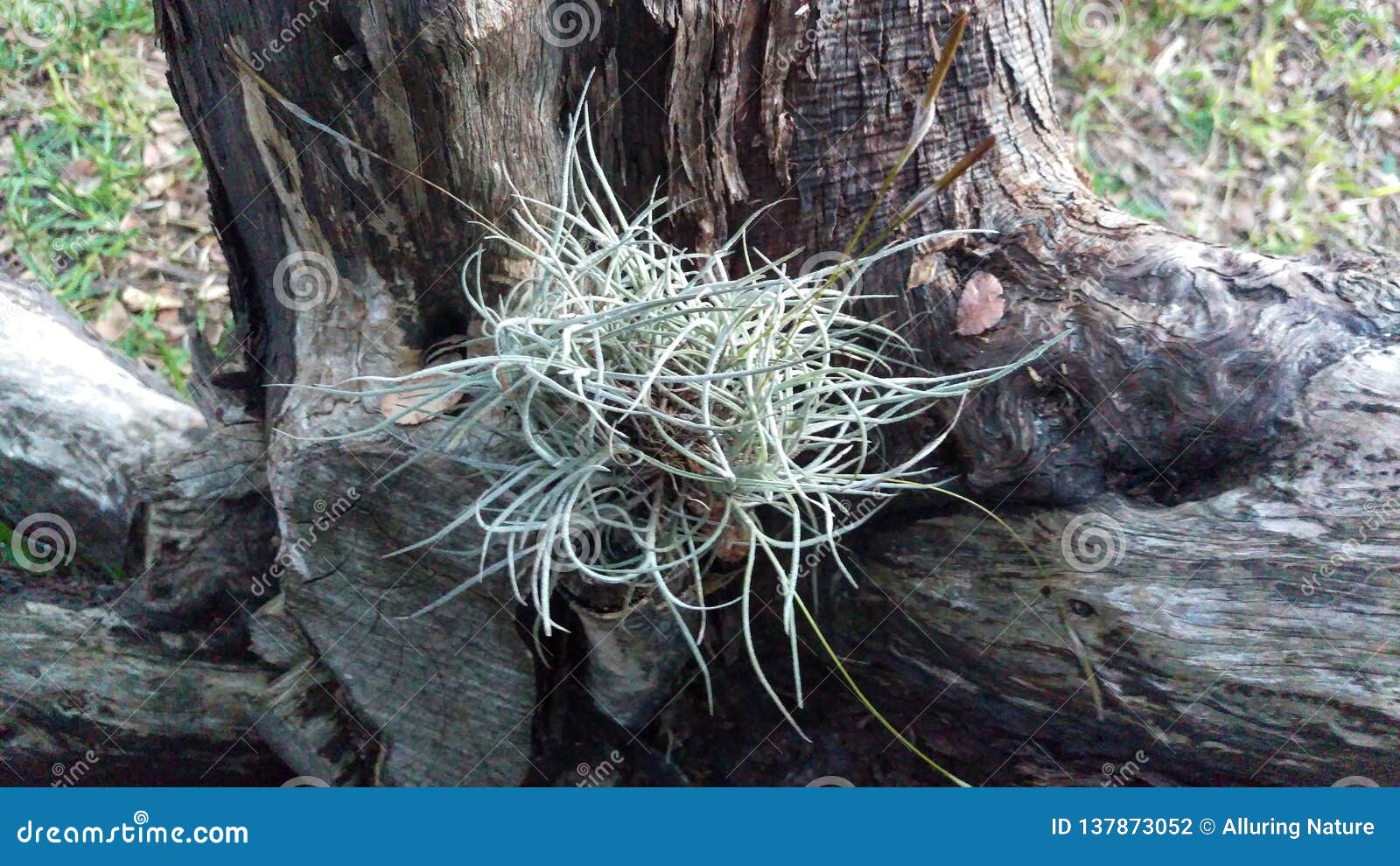 Small Ballmoss, Ball Moss Or Bunch Moss - Ballmoss On Crape Myrtle ...