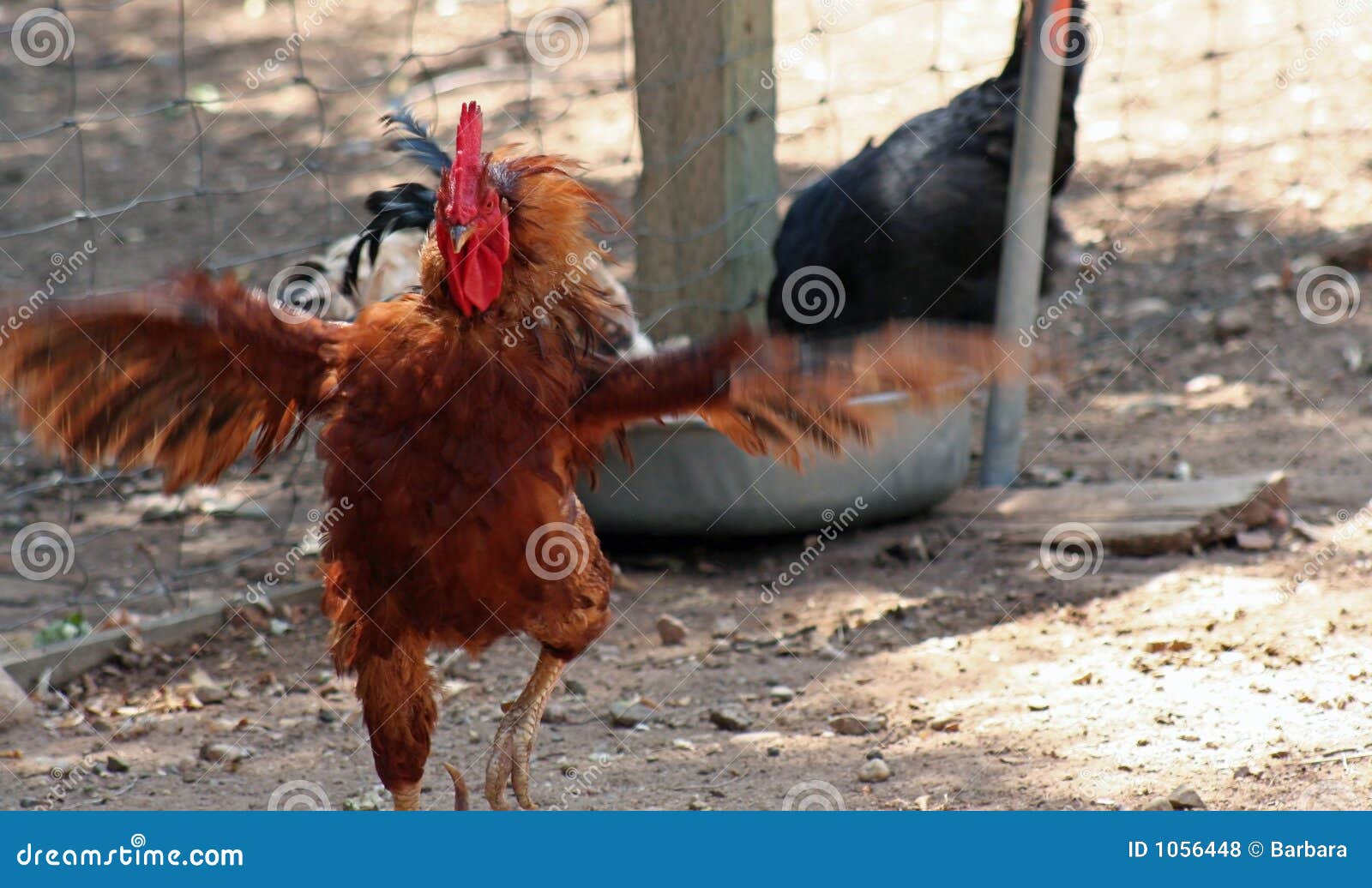 Ballo del pollo fotografia stock. Immagine di pollo, uccello - 1056448