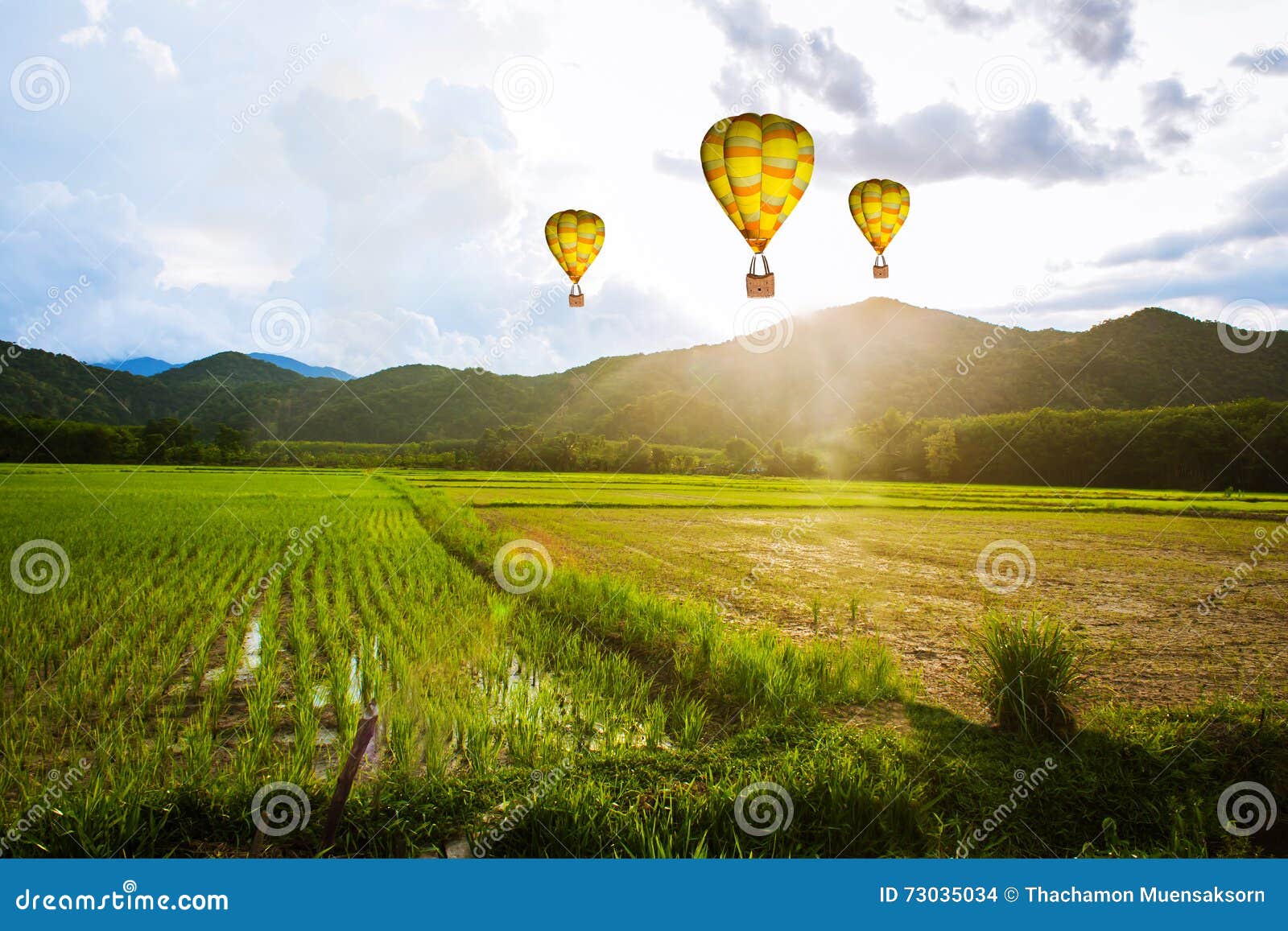 Ballon Flying Over Rice Field Morning Stock Photo - Image of filed ...
