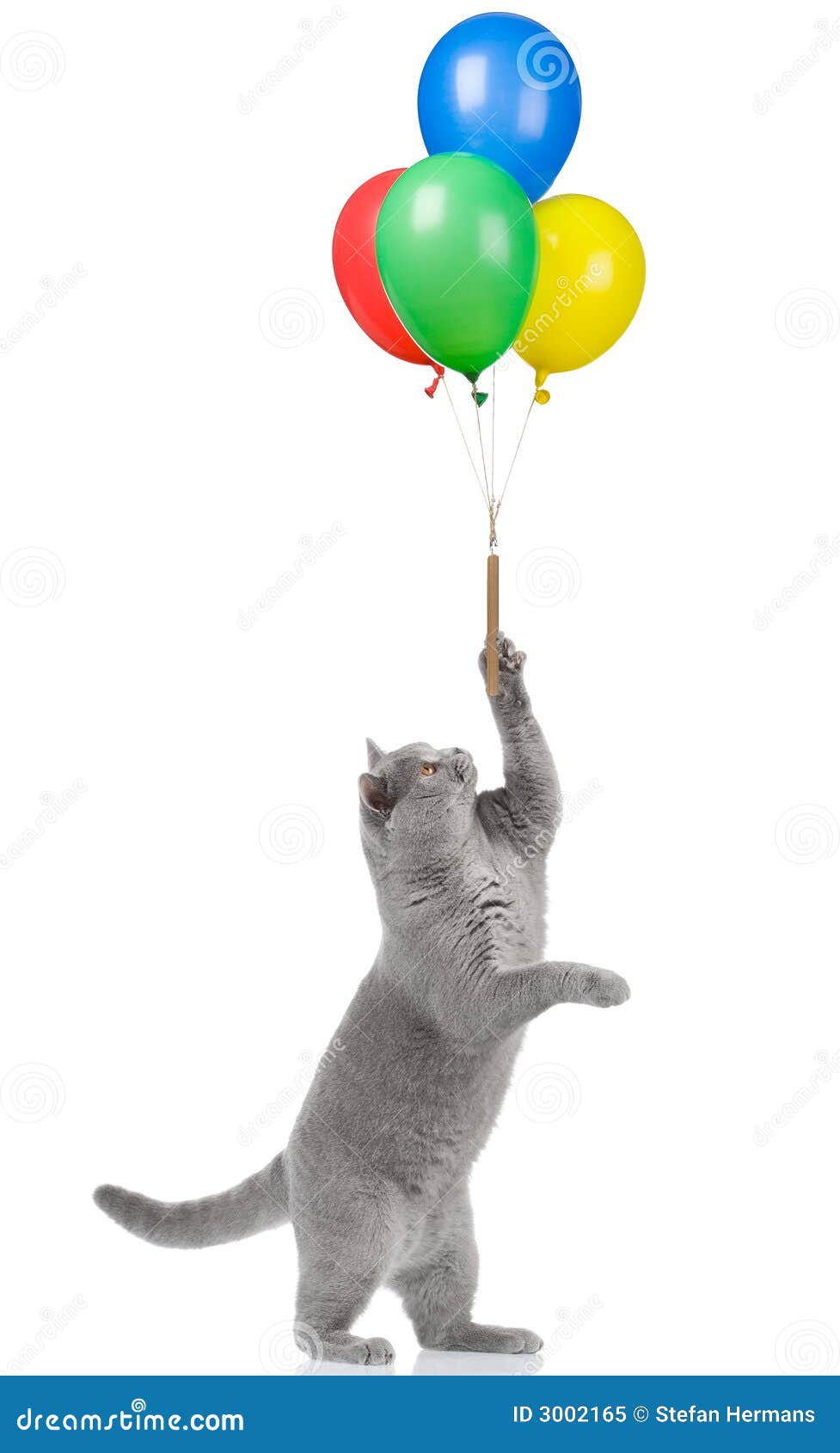 Ballons De Fixation De Chat Image stock - Image du domestique, bleu ...
