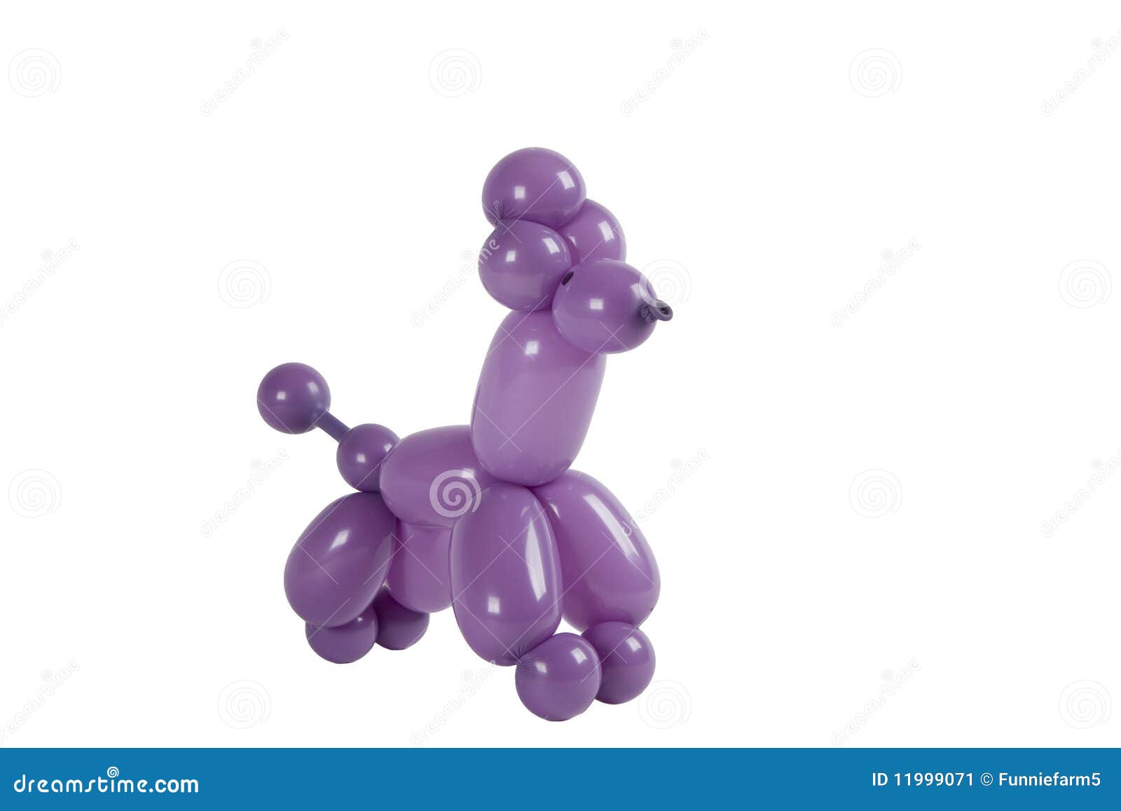 Balloon Animal Poodle Isolated Stock Image - Image of purple ...